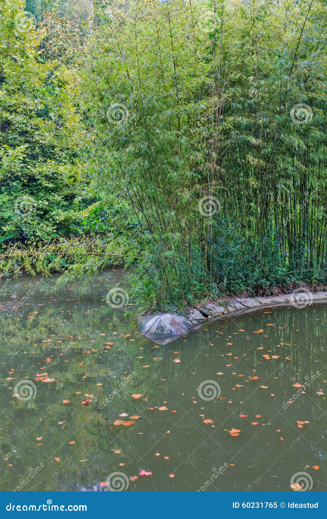 Small pond with bamboo stock image. Image of exotic, asia - 60231765