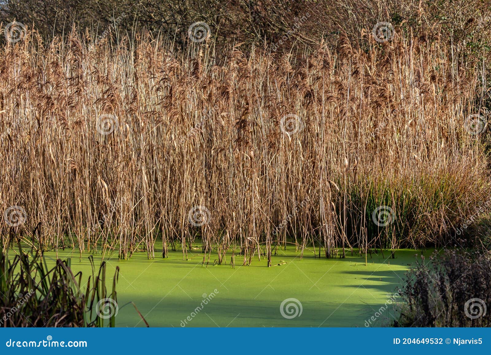 Small Pond Covered in Green Algae Surrounded by Golden Bull Rushes ...