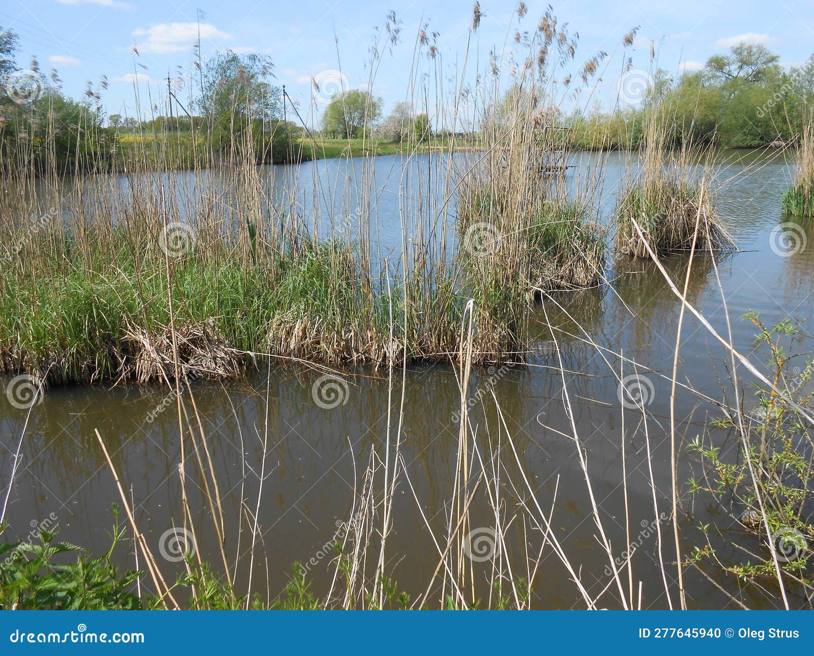 Of a Small Pond in a Cozy Town in the Middle of Which is a Fishing ...