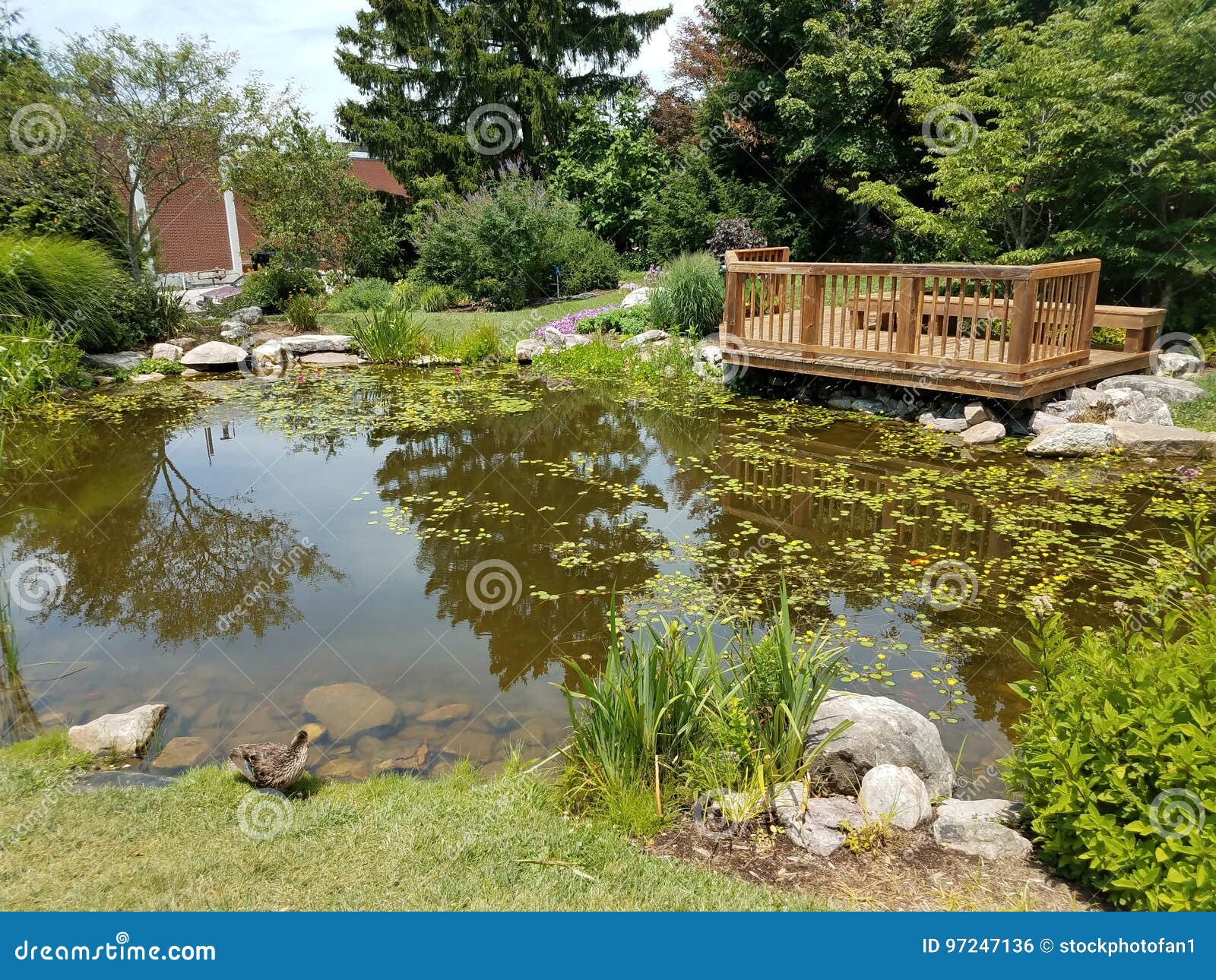 Small Pond with Flowers and Wood Observation Platform and Duck Stock ...