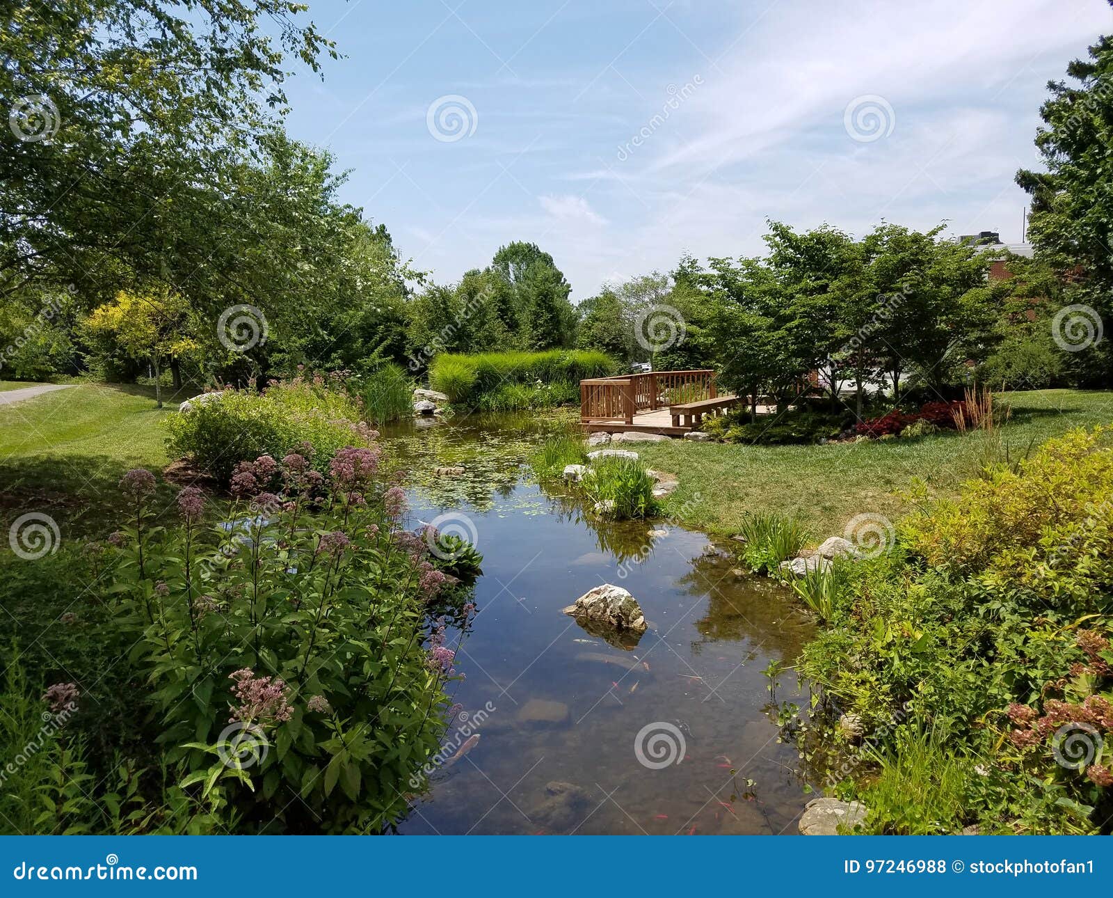 Small Pond with Flowers and Wood Observation Platform Stock Photo ...