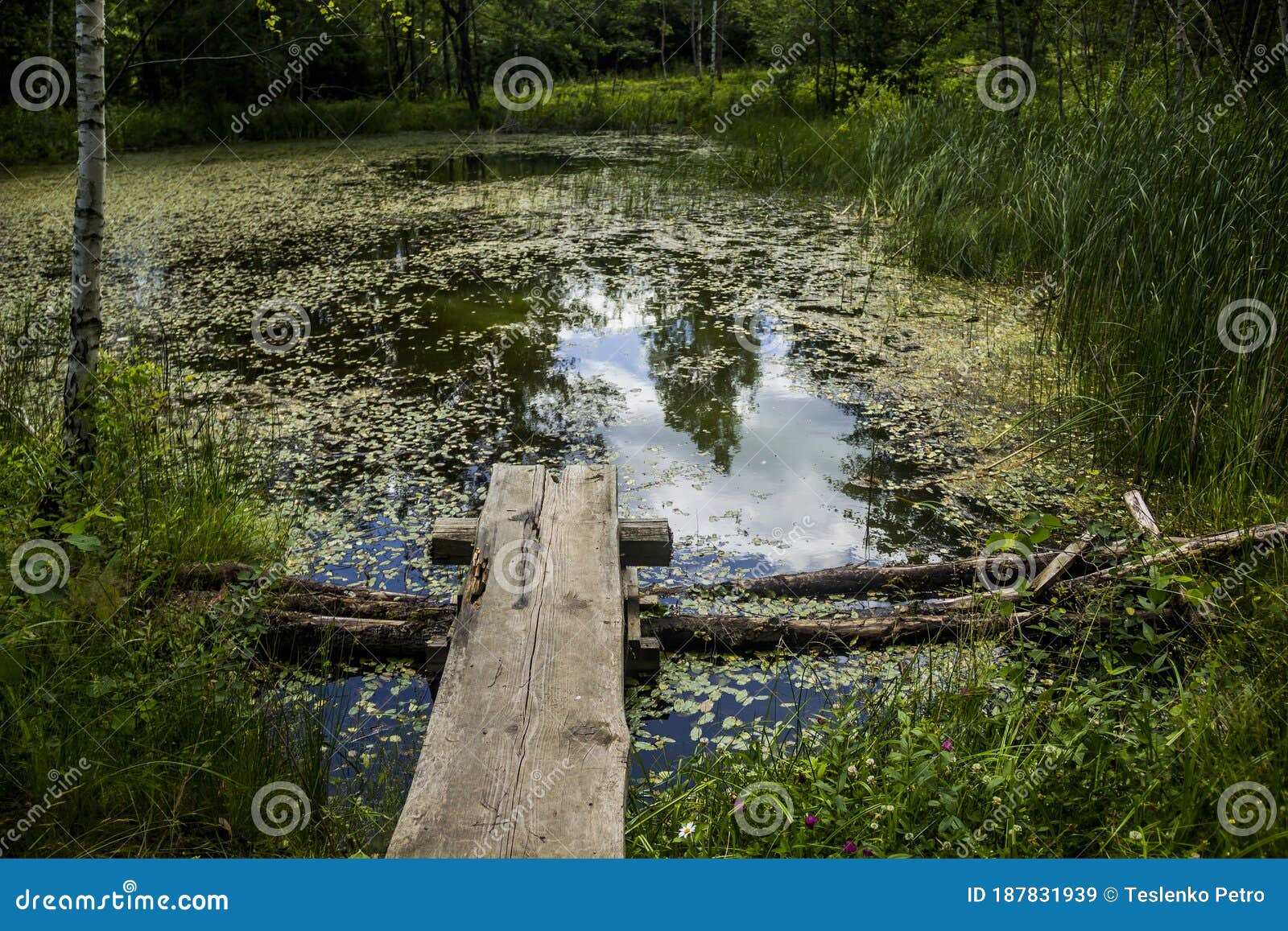 Small pond in forest stock image. Image of green, water - 187831939