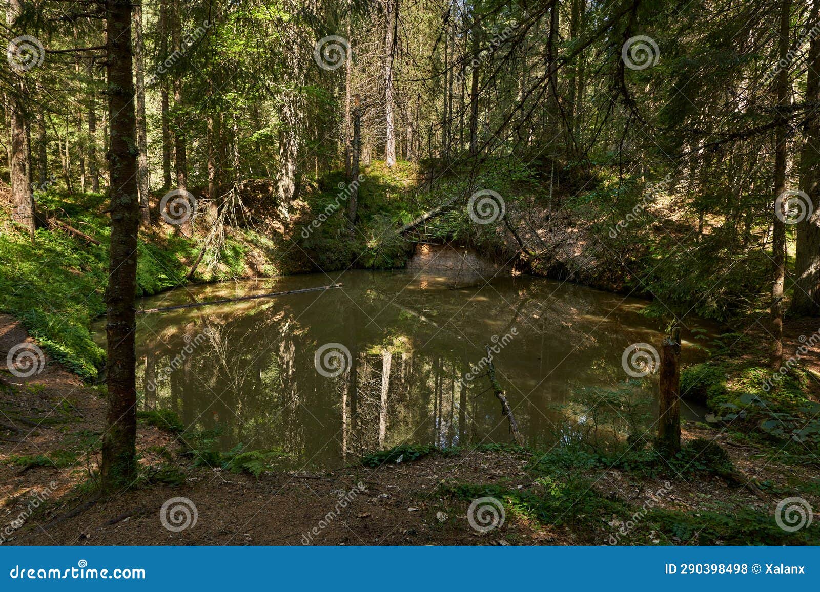 Small pond in the forest stock photo. Image of wilderness - 290398498