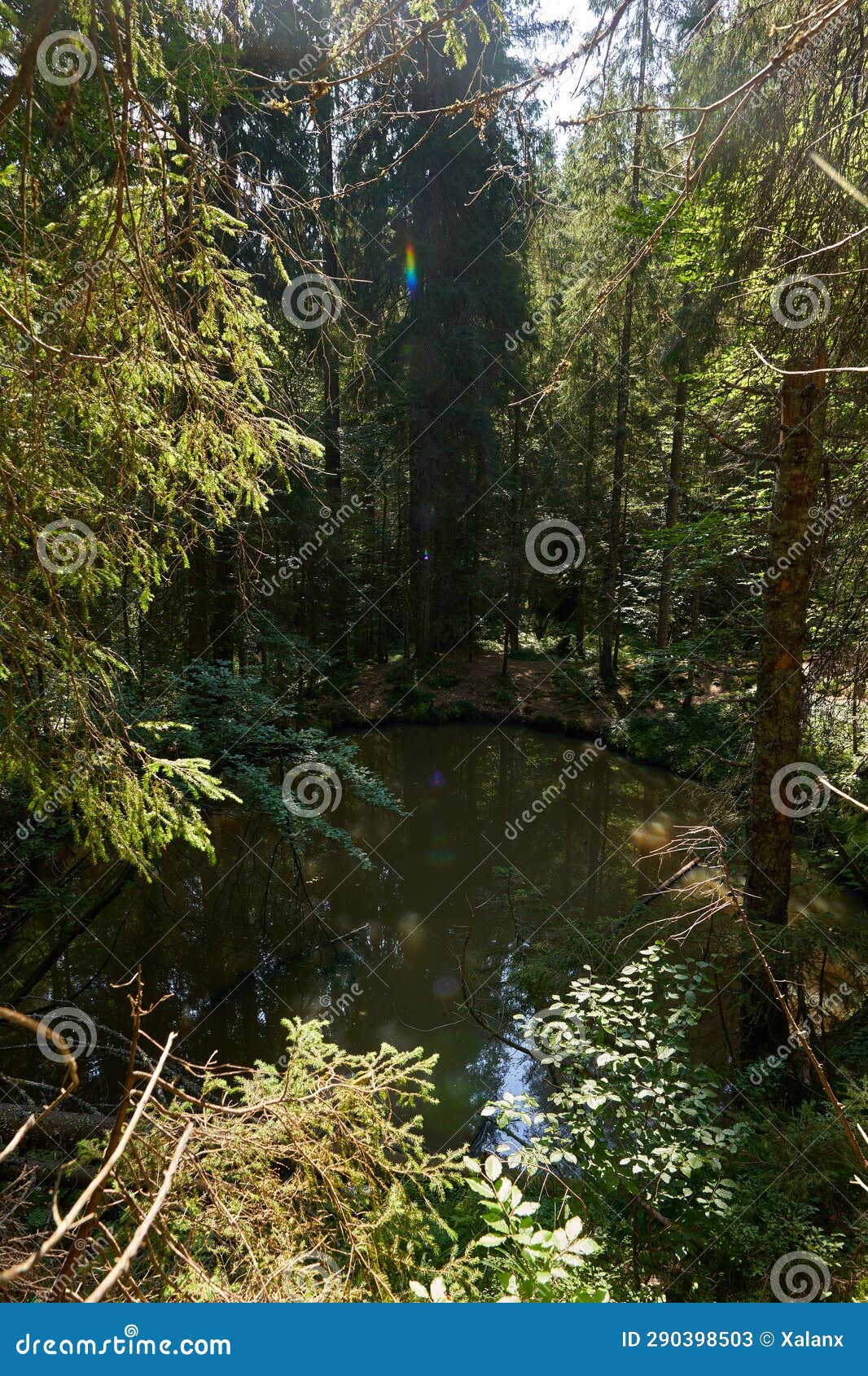Small pond in the forest stock image. Image of water - 290398503