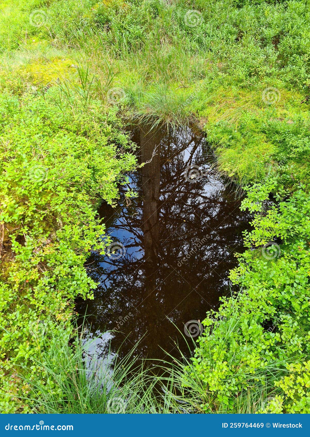 Small Pond in a Forest with the Reflection of Trees Stock Image - Image ...