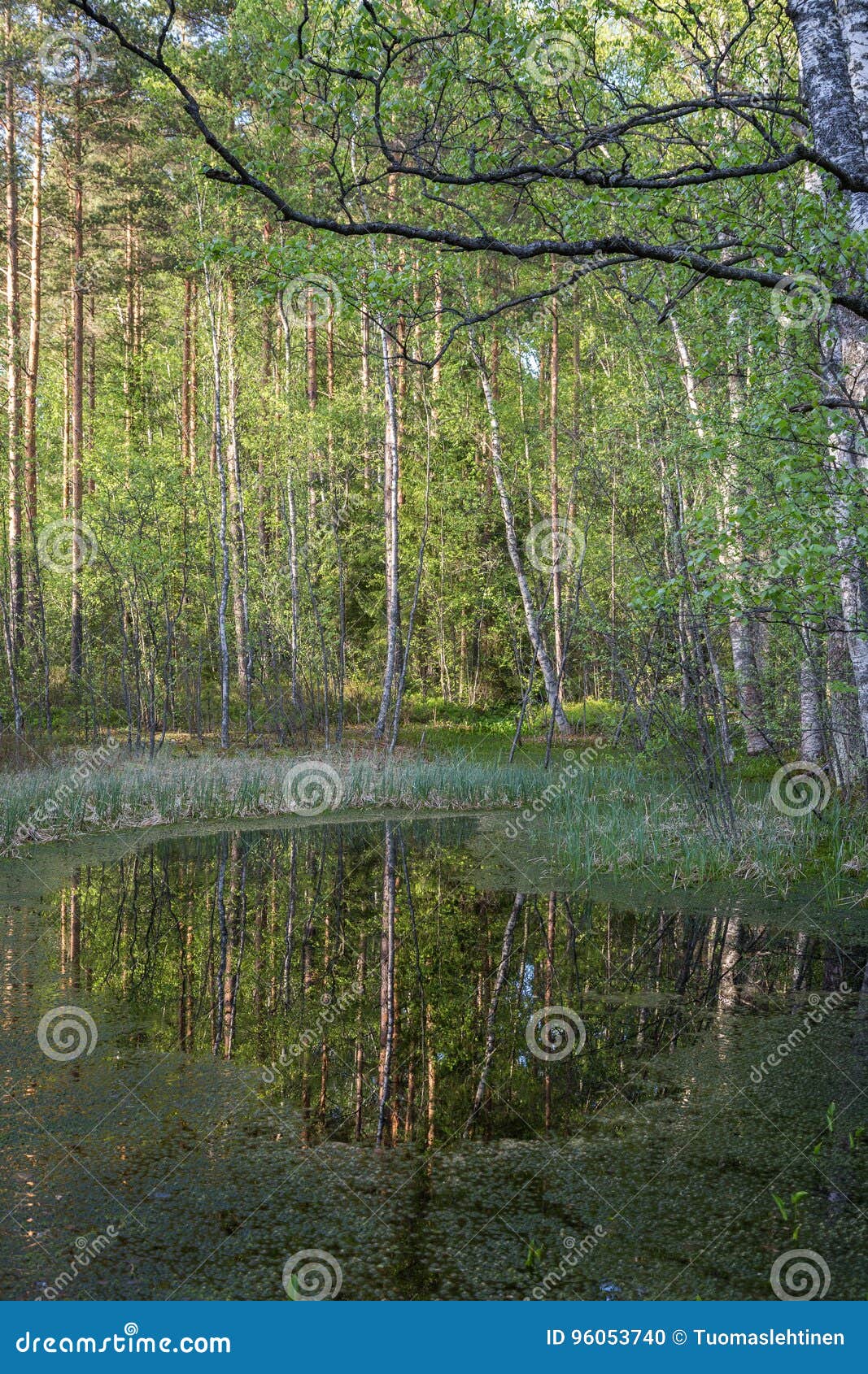 Small pond in a forest stock photo. Image of seasonal - 96053740