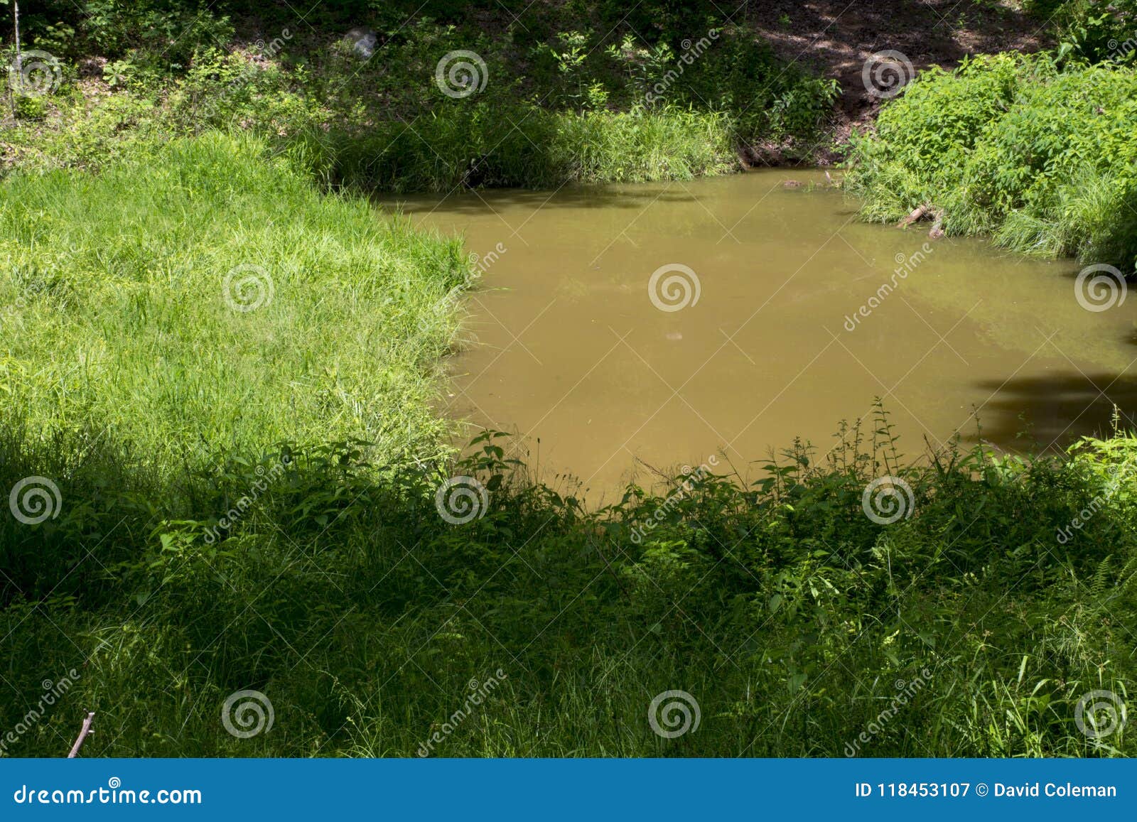 Small pond in a meadow stock image. Image of grassy - 118453107