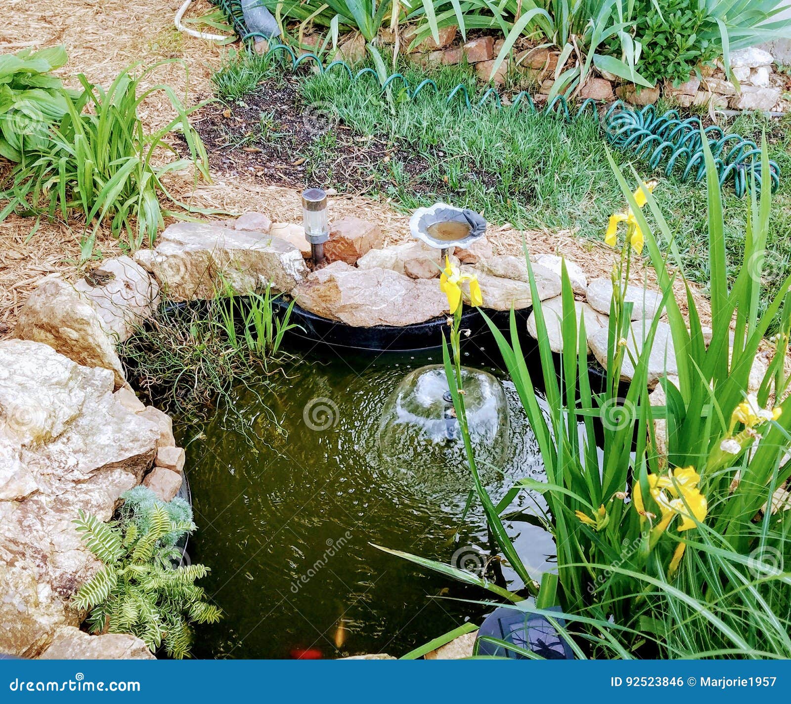 Small Pond with Goldfish and Fountain Stock Photo - Image of fountain ...