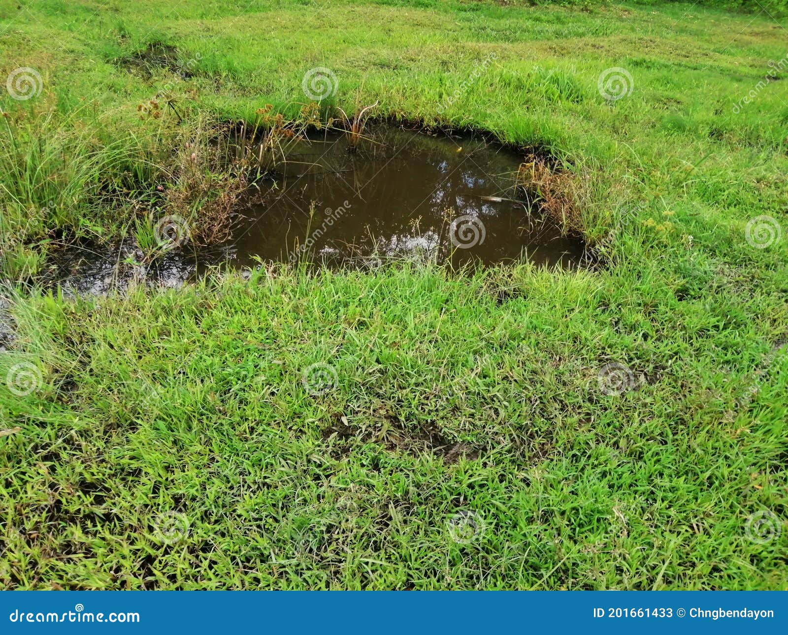 Small Pond in the Green Grass Land Stock Image - Image of grass, green ...