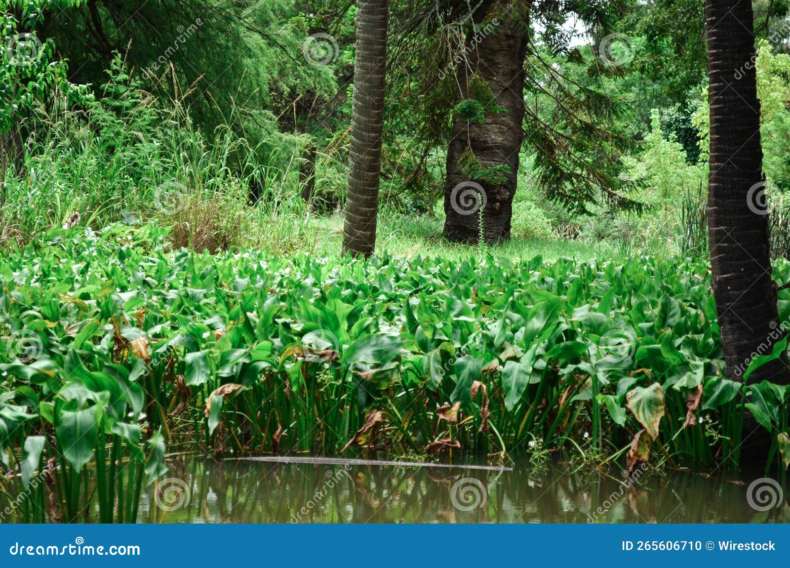 Small Pond in the Green Rainforest Stock Photo - Image of woods ...