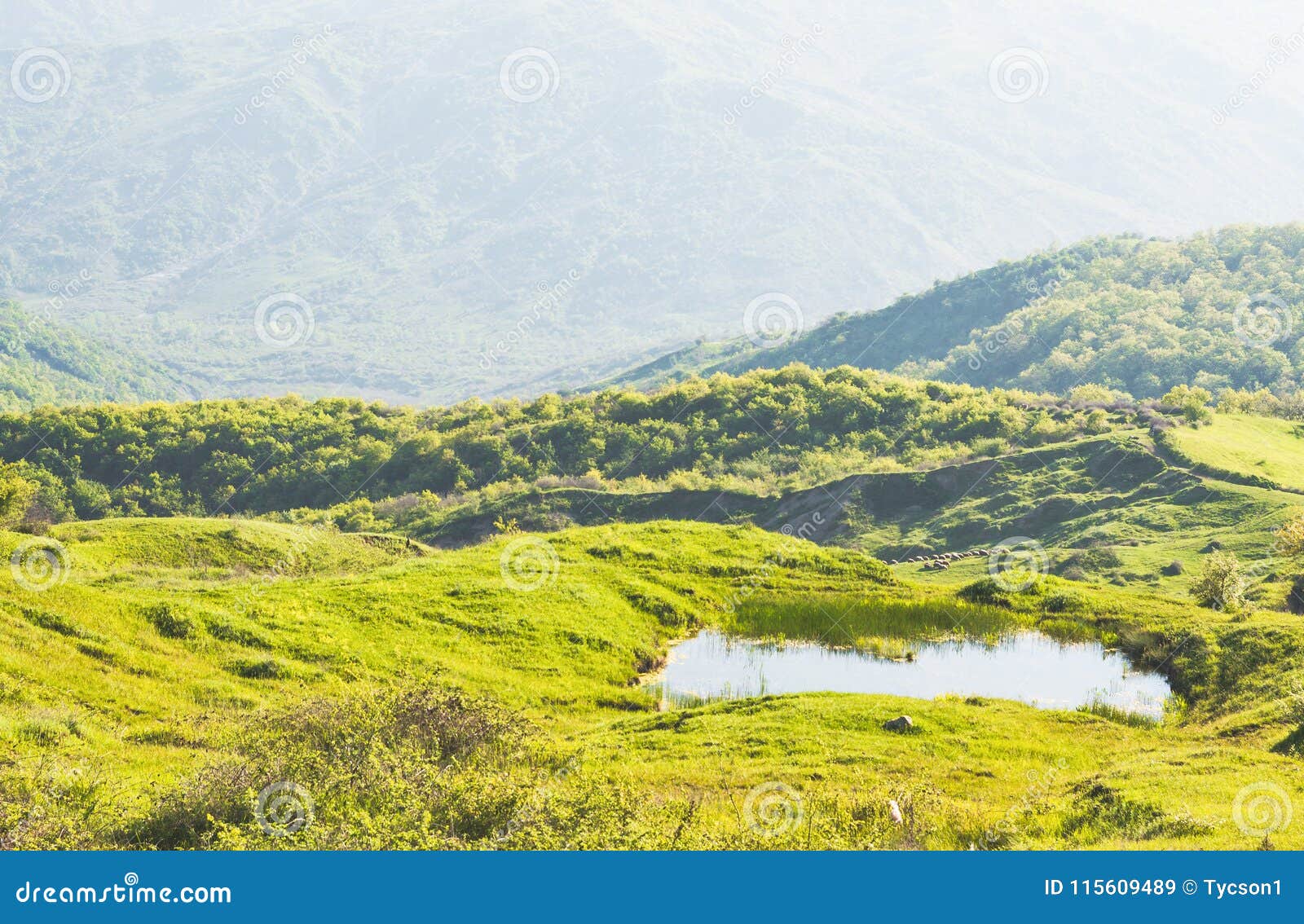 Small pond in the hills stock image. Image of forest - 115609489