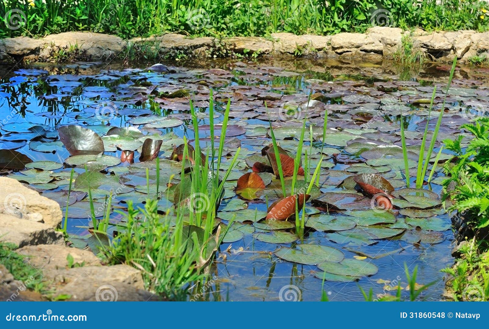 Small pond with lily pads. stock photo. Image of beautiful - 31860548