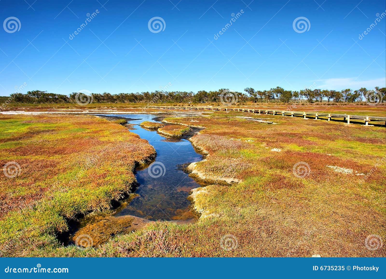 Small Pond in Mangrove Marshland Stock Image - Image of high ...