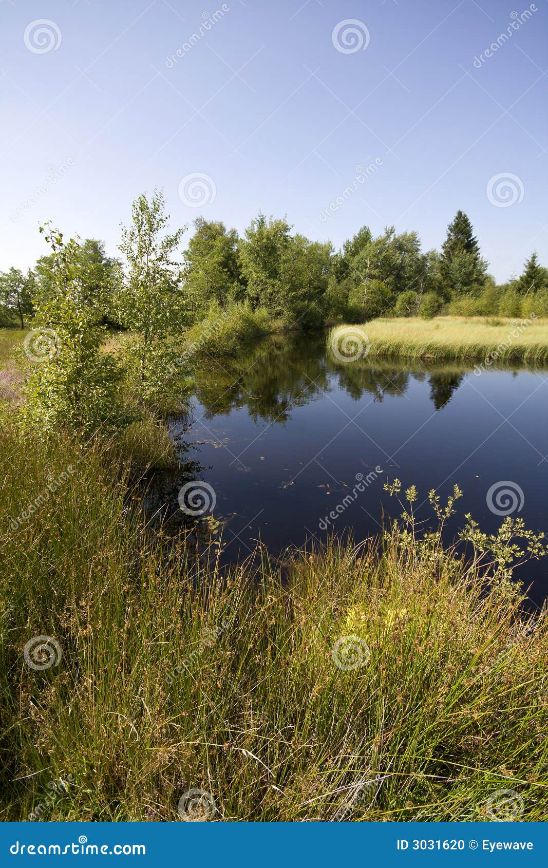 Small pond in the marsh stock photo. Image of marsh, summer - 3031620