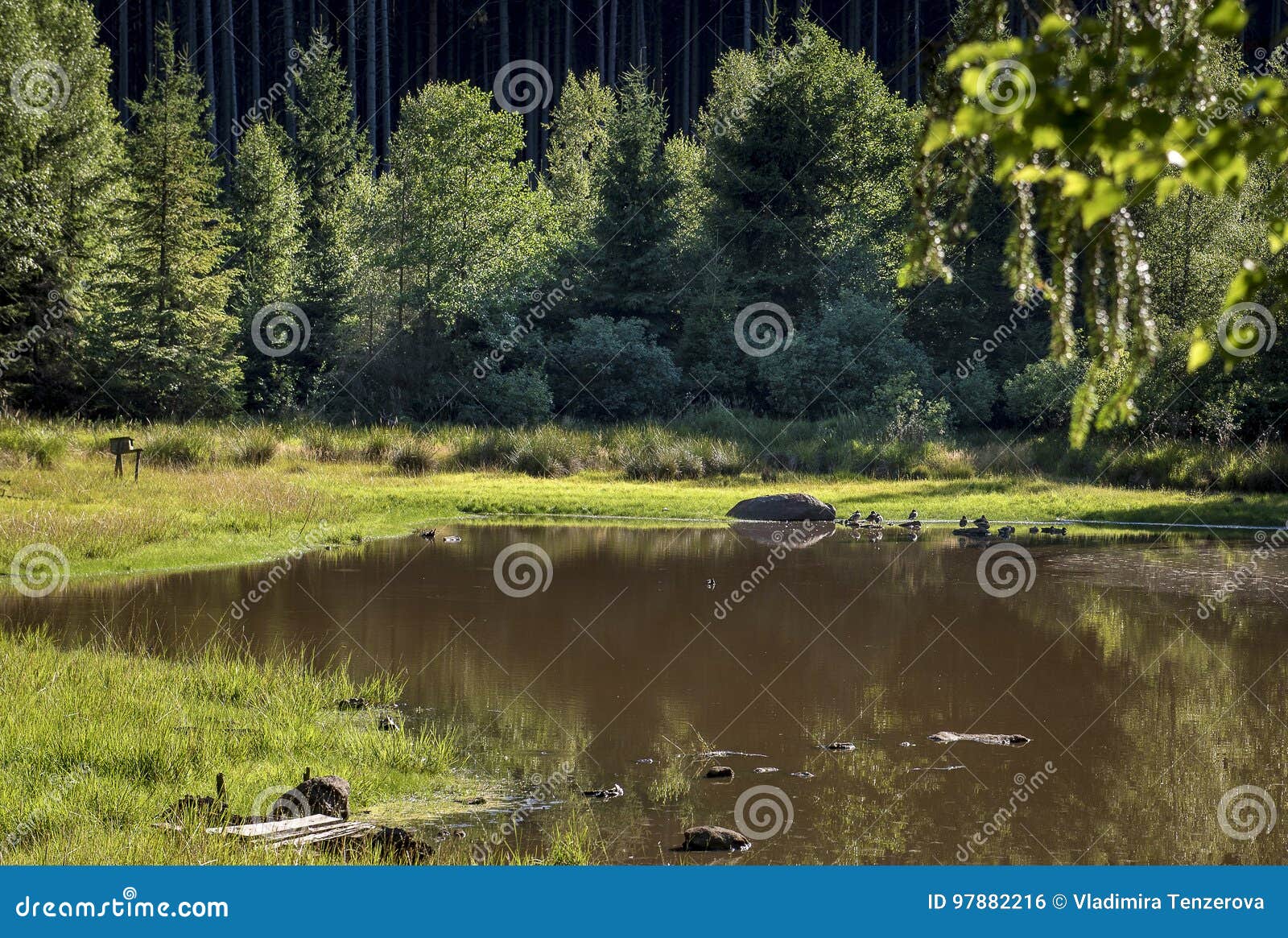 A Small Pond in the Middle of a Forest with Wild Birds Stock Photo ...