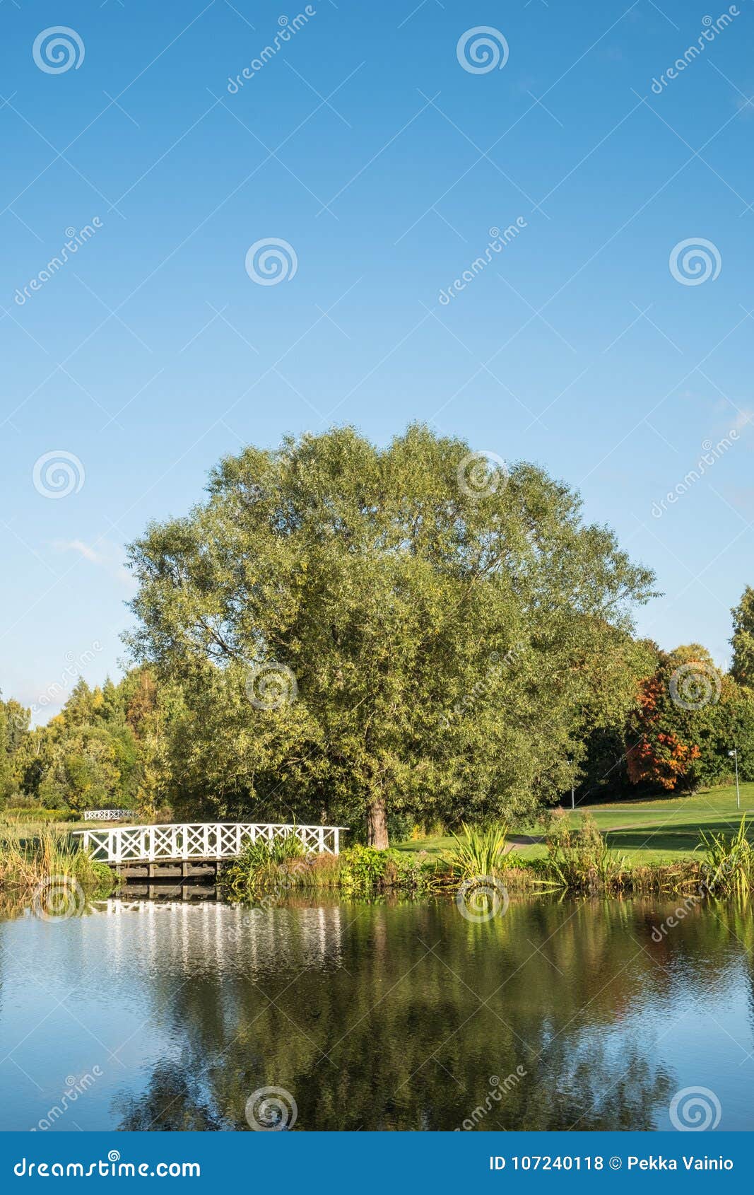 A small pond in a park stock photo. Image of bridge - 107240118