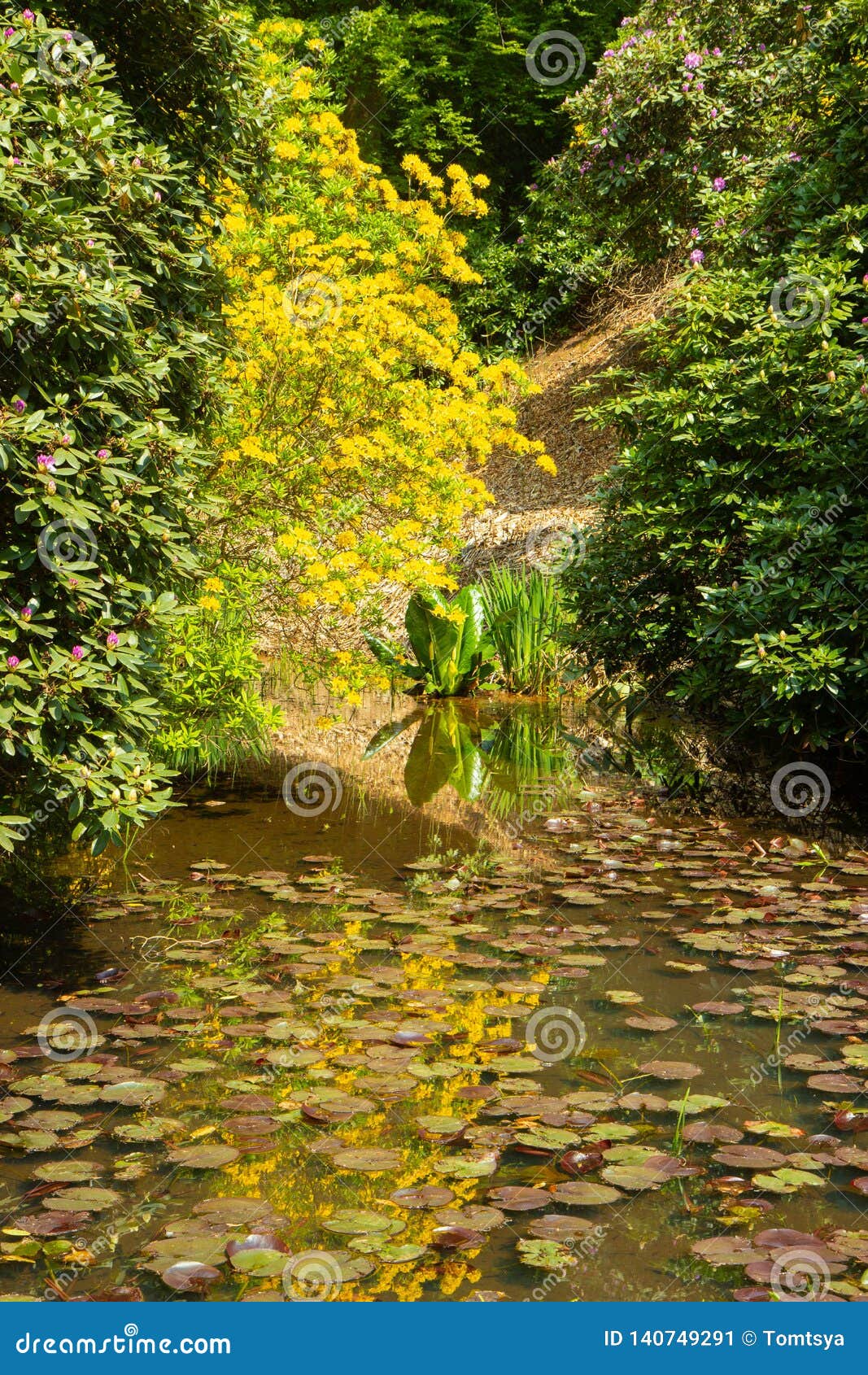 A Small Pond in a Park Surrounded by Bushes Stock Image - Image of lake ...