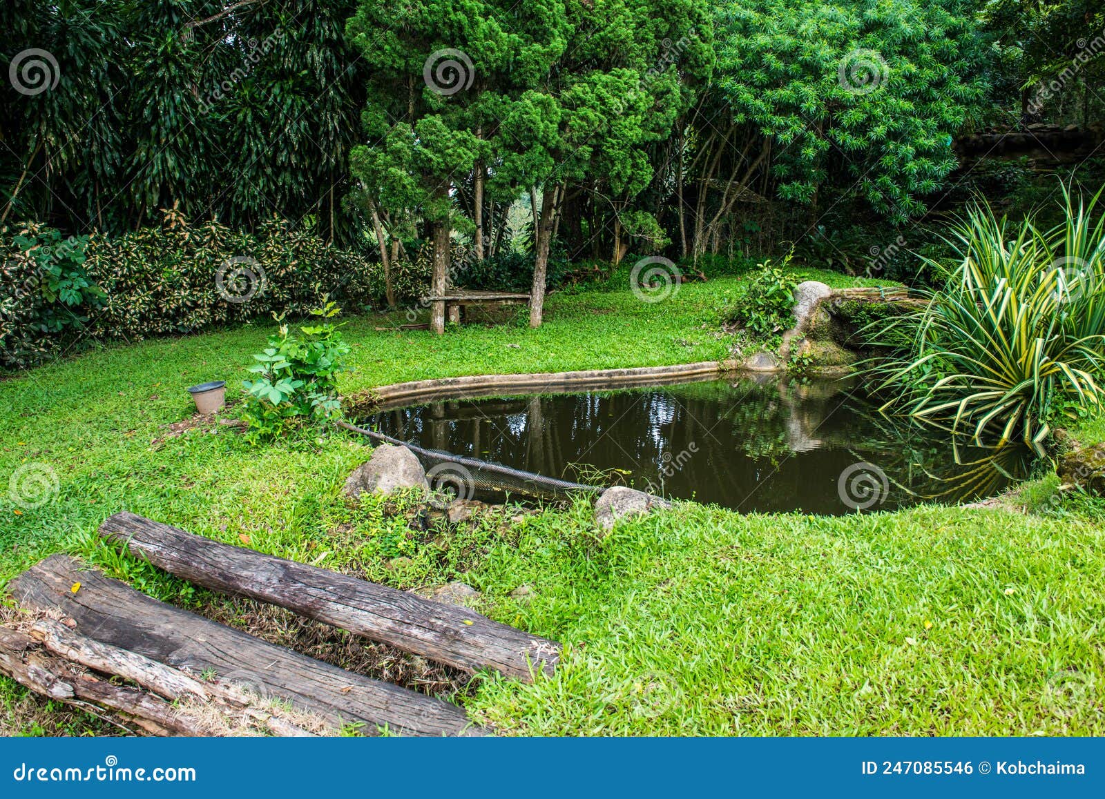 Small pond in the park stock photo. Image of chiangmai - 247085546