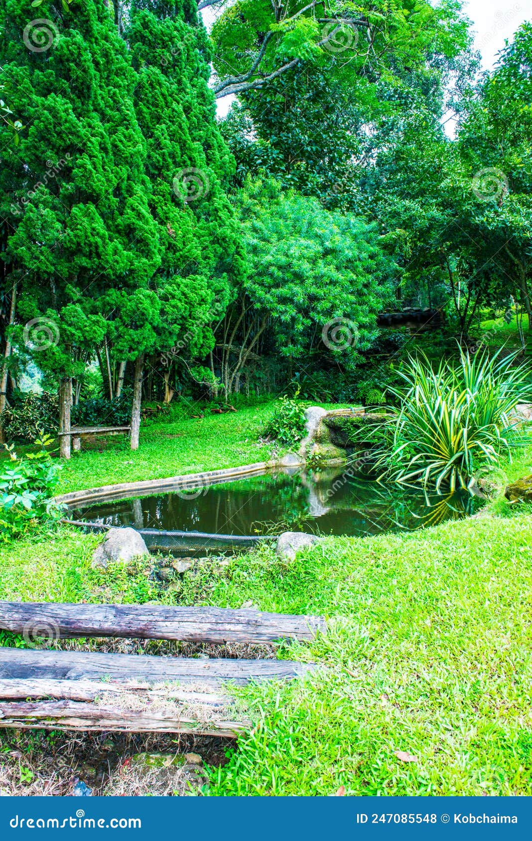 Small pond in the park stock photo. Image of wild, water - 247085548