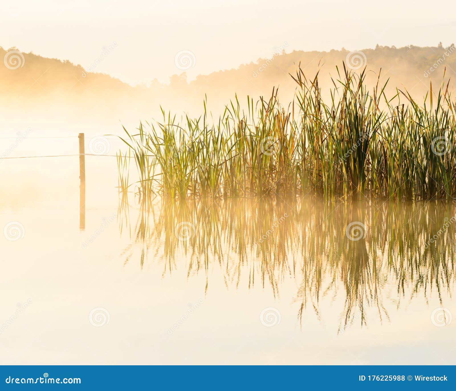 Small Pond with Plants Near and the Reflection in Sweden Stock Photo ...