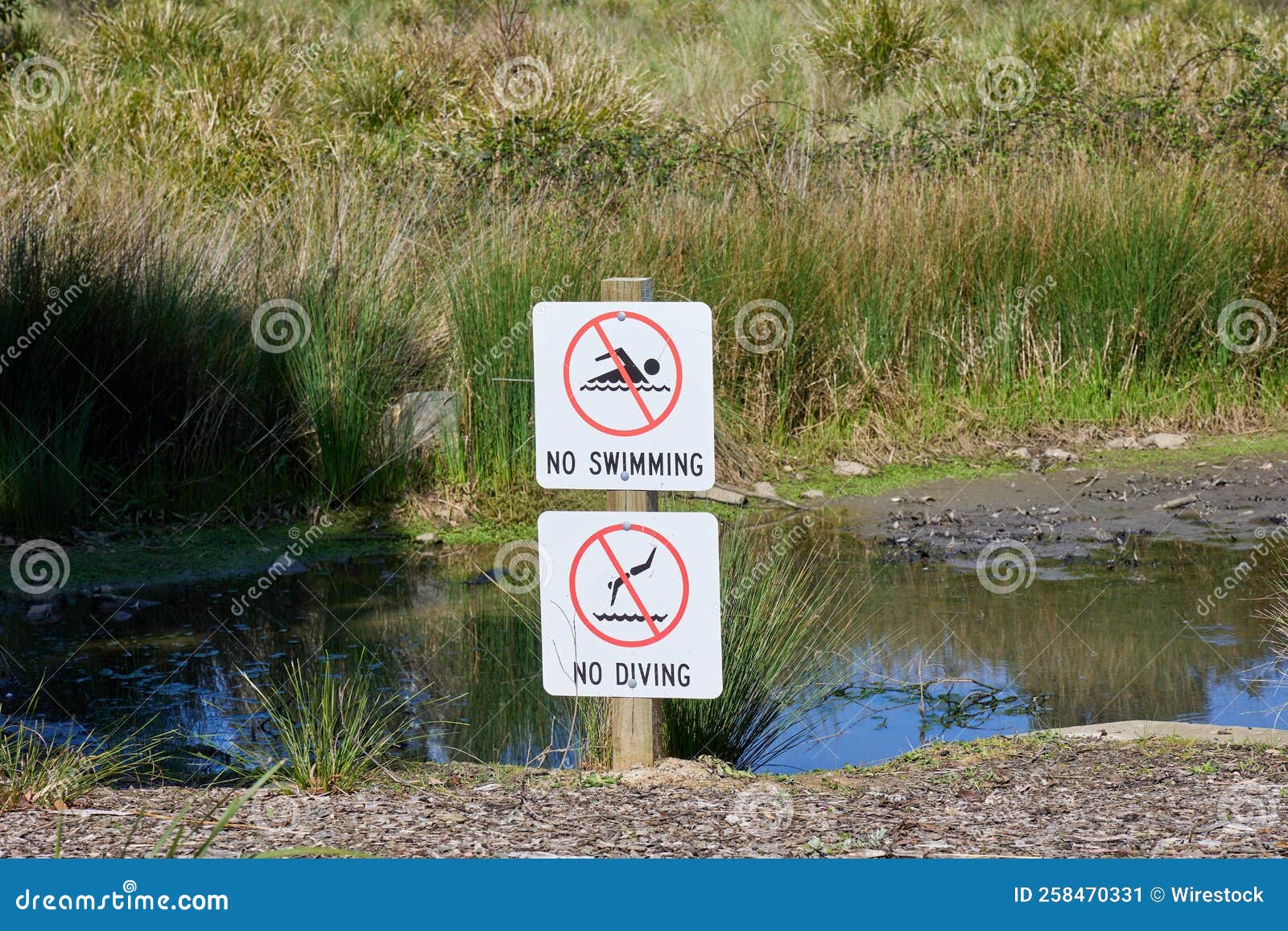 Small Pond with Signs No Swimming and "No Diving on the Shore Stock ...