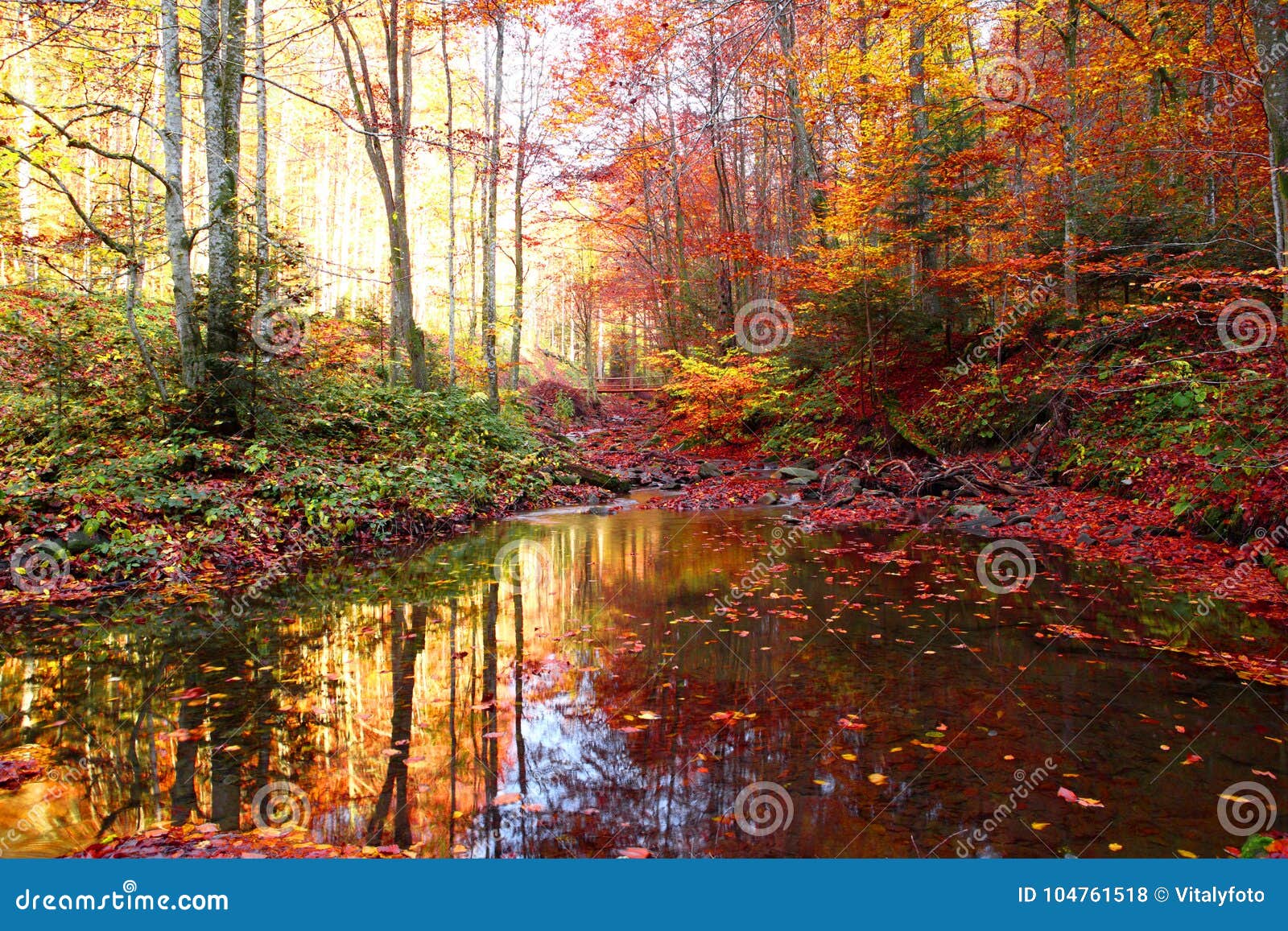 A Small Pond on the Stream in the Autumn Forest Stock Photo - Image of ...