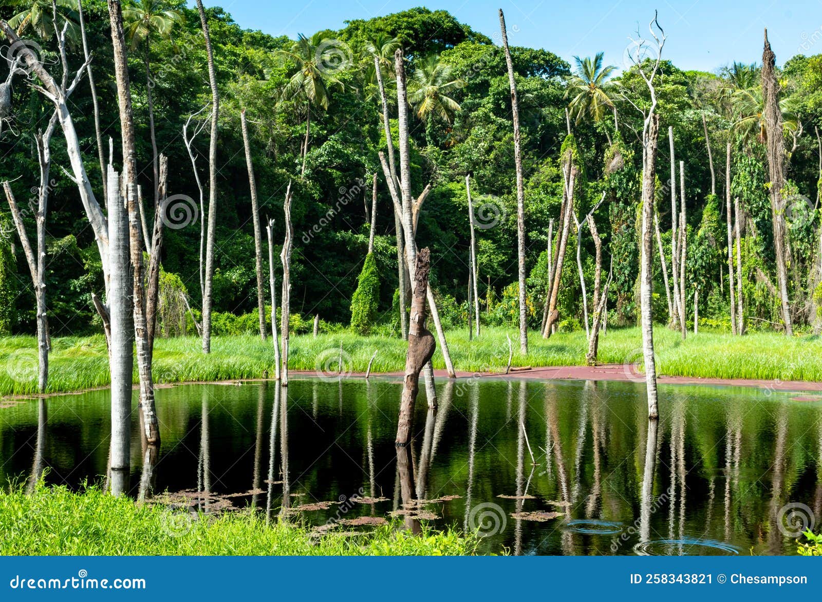A Small Pond in a Tropical Forest with Tree Trunks Reflected in the ...