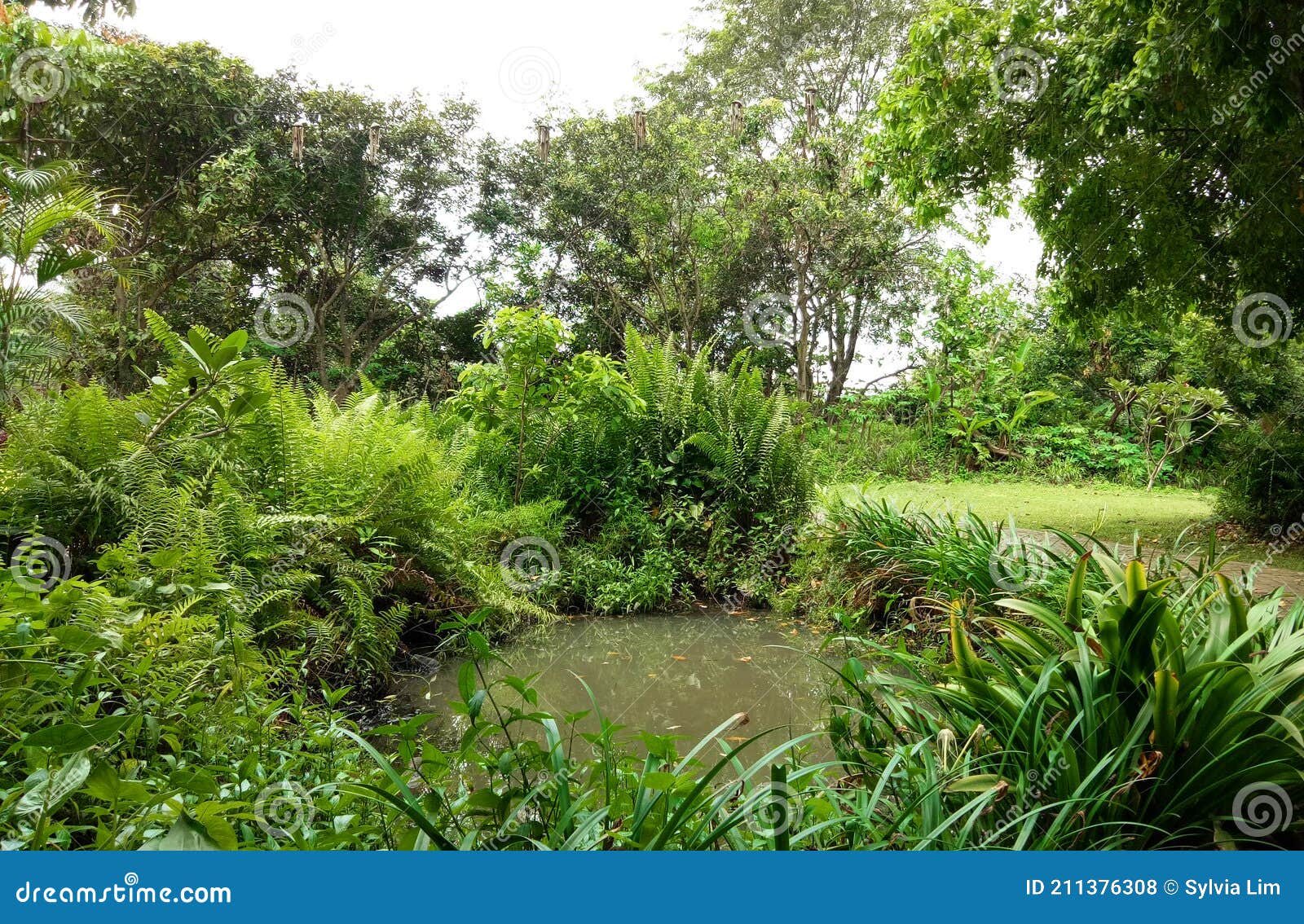 The Small Pond in the Tropical Rainforest of West Java, Indonesia Stock ...