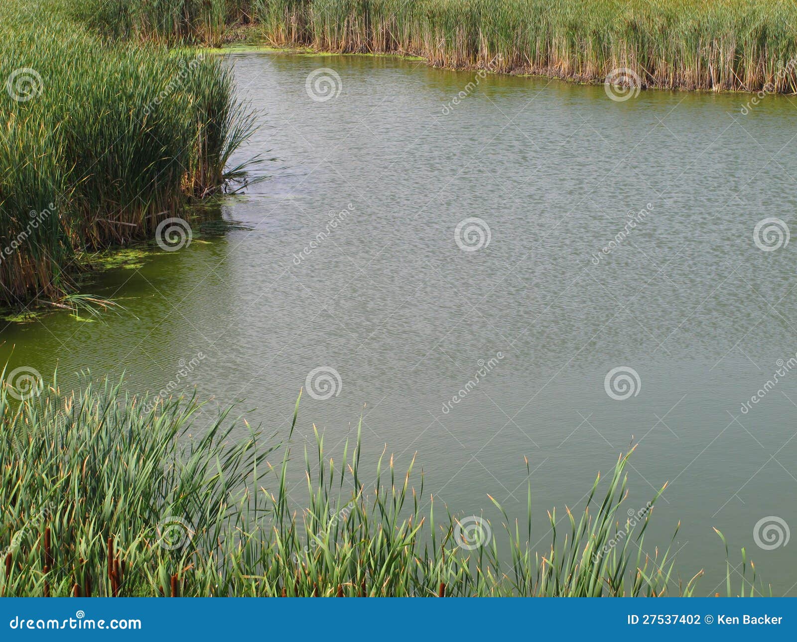 Small Pond of Water with Bulrushes. Stock Photo - Image of small ...