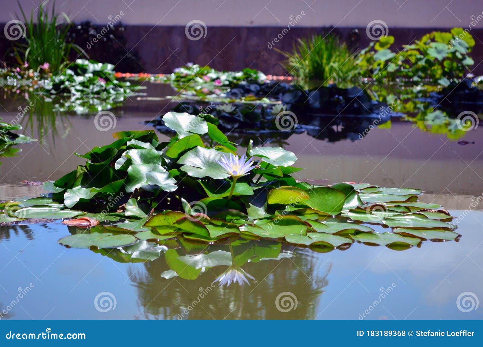 A Small Pond with Water Lilies at the Botanical Gardens Stock Photo ...