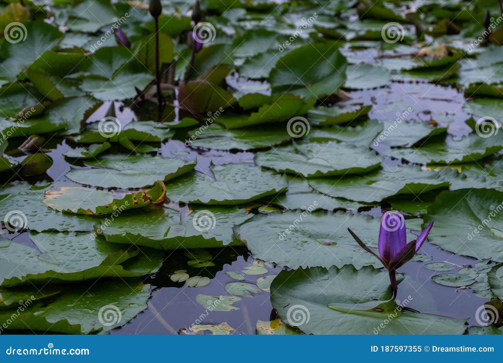 A Small Pond of Water Lilies in the City Stock Image - Image of aquatic ...