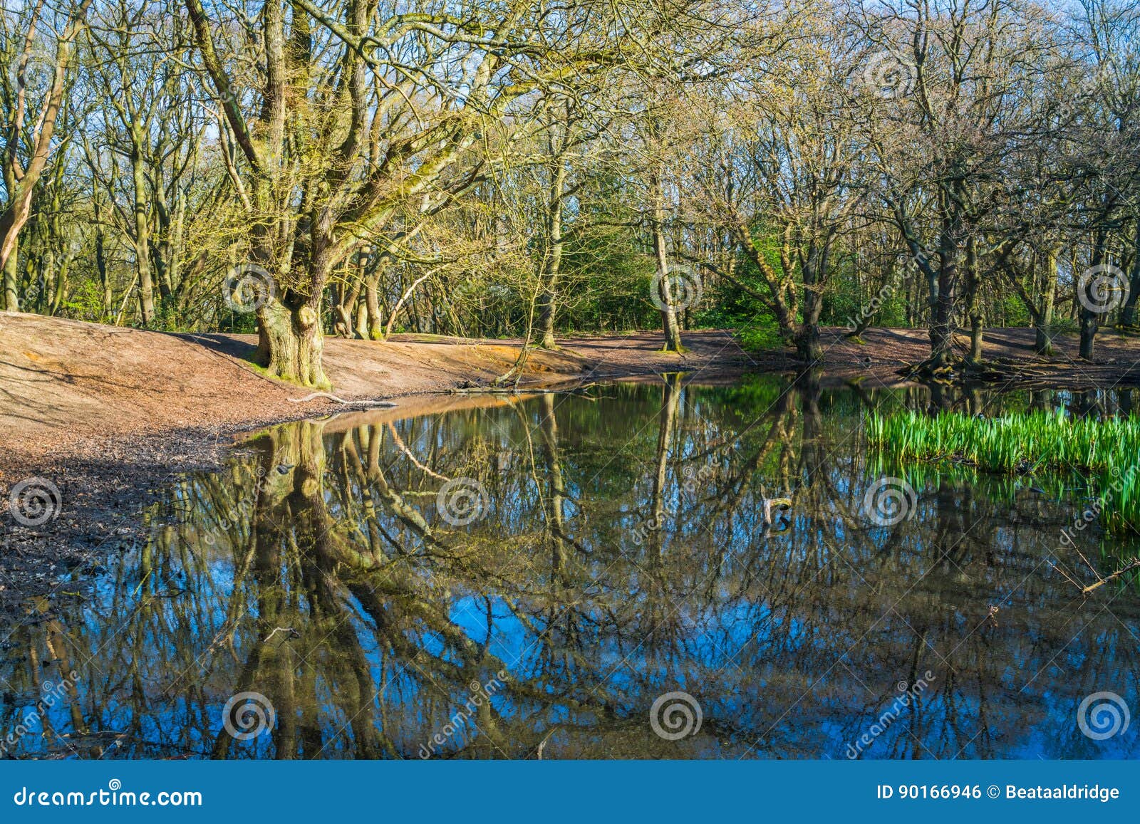 Small Pond in the Woods in the Springtime Stock Photo - Image of pond ...