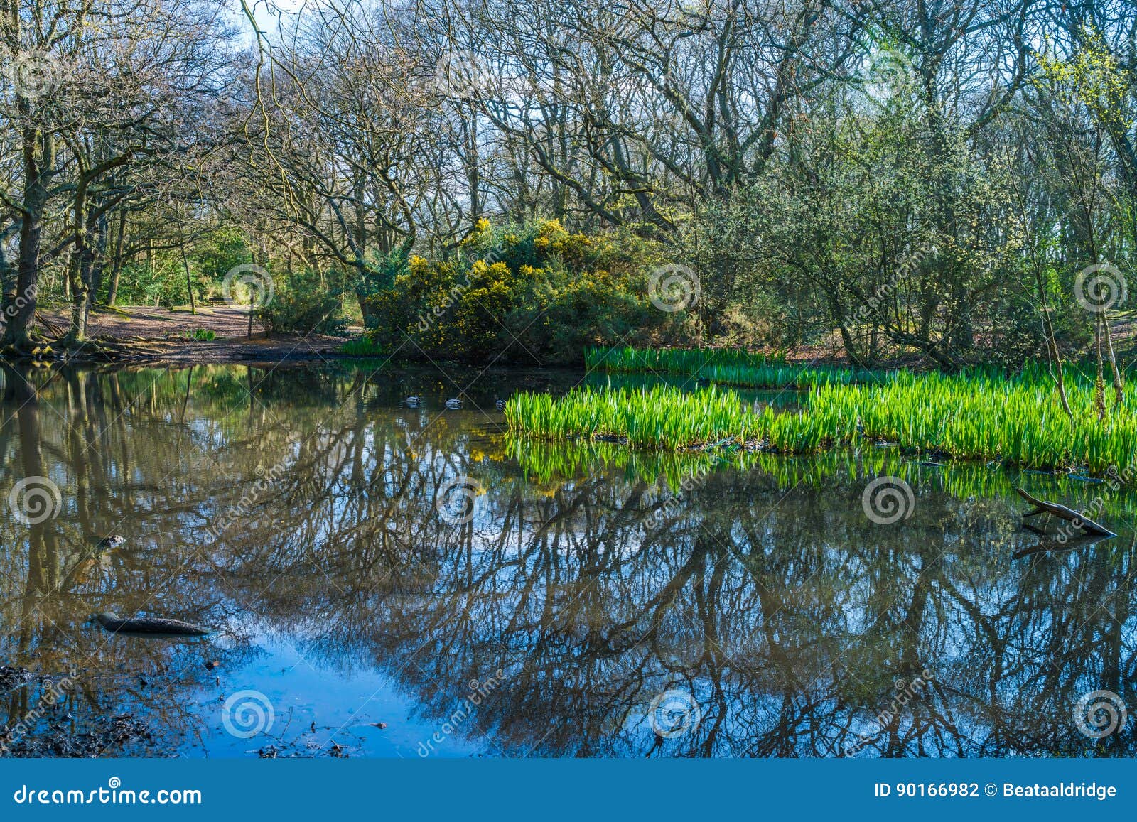 Small Pond in the Woods in the Springtime Stock Photo - Image of ...