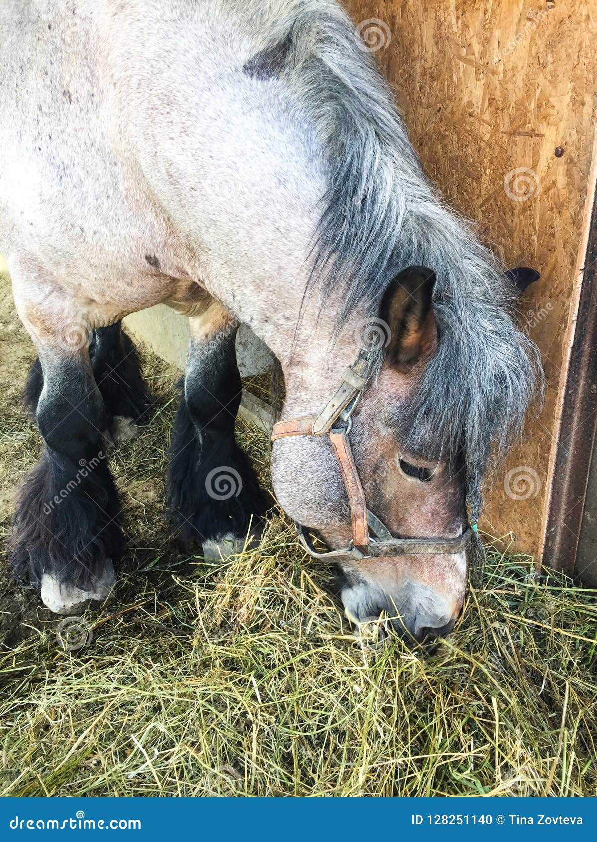 Small Ponie Stock Photos - Free & Royalty-Free Stock Photos from Dreamstime