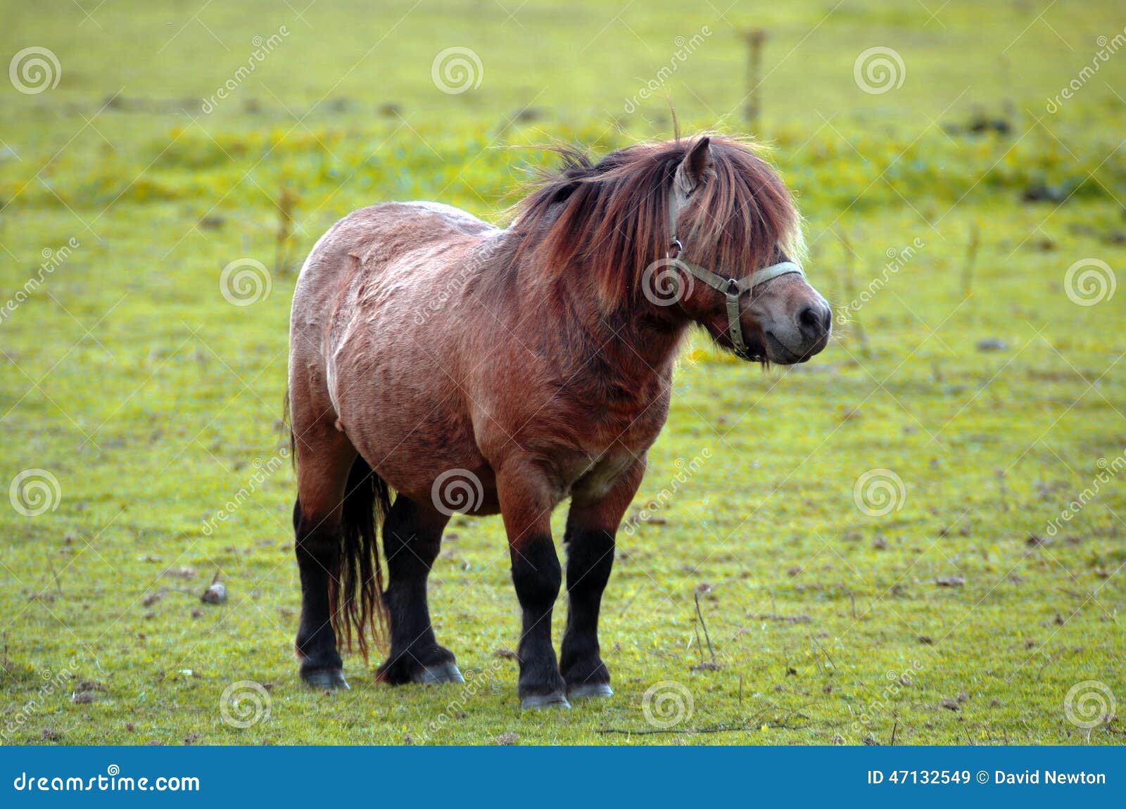 Small Pony On The Ground With Wind In The Hair Stock Image ...