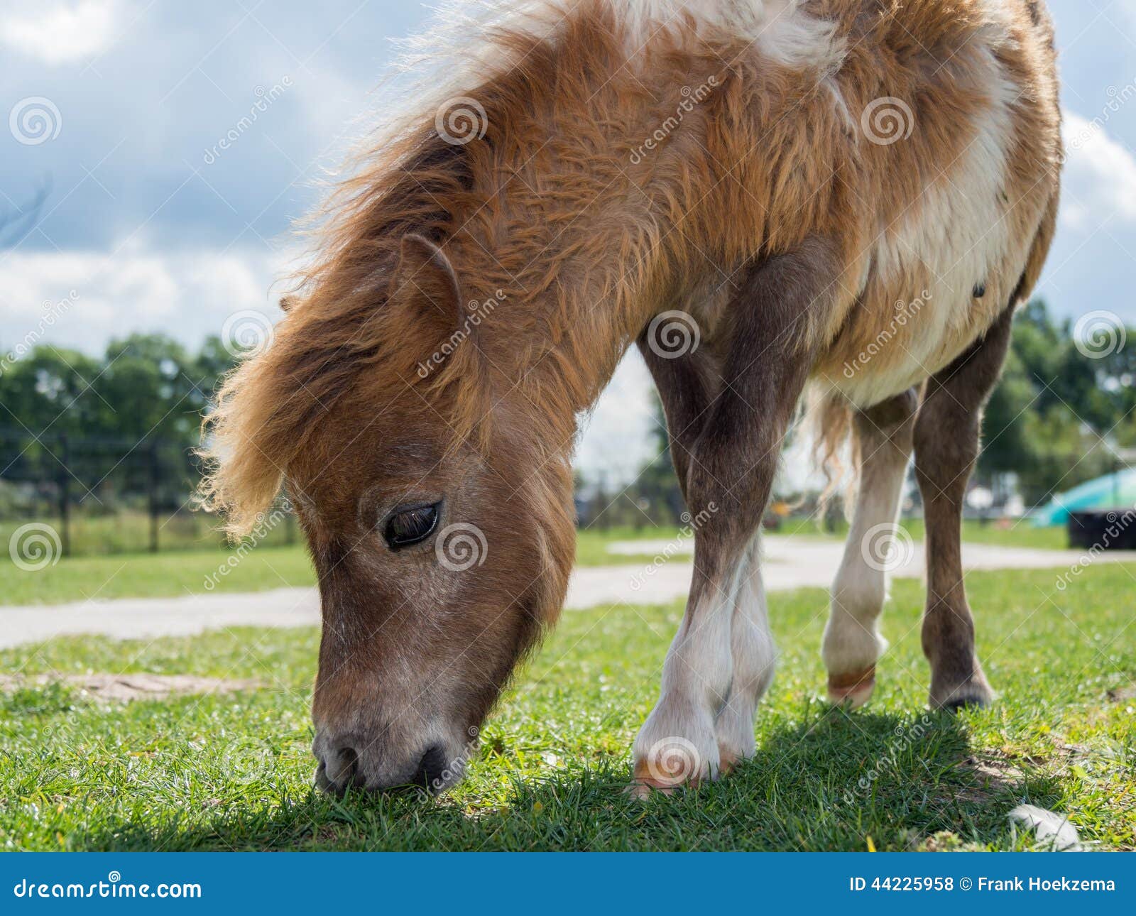 Small pony in field stock photo. Image of beautiful, mini - 44225958
