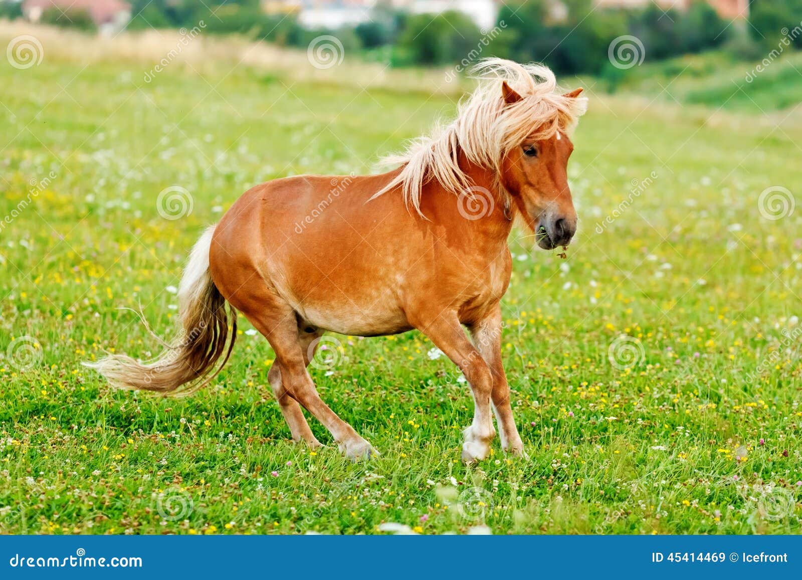 Small Pony Horse (Equus Ferus Caballus) Stock Photo - Image: 45414469