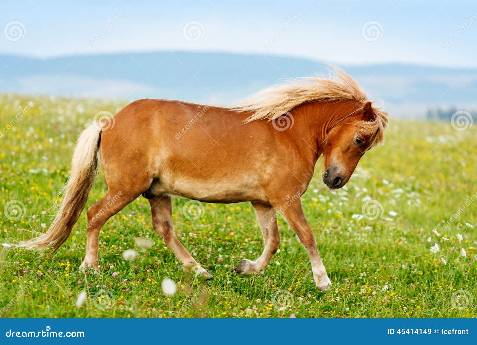 Small Pony On The Ground With Wind In The Hair Stock Image ...