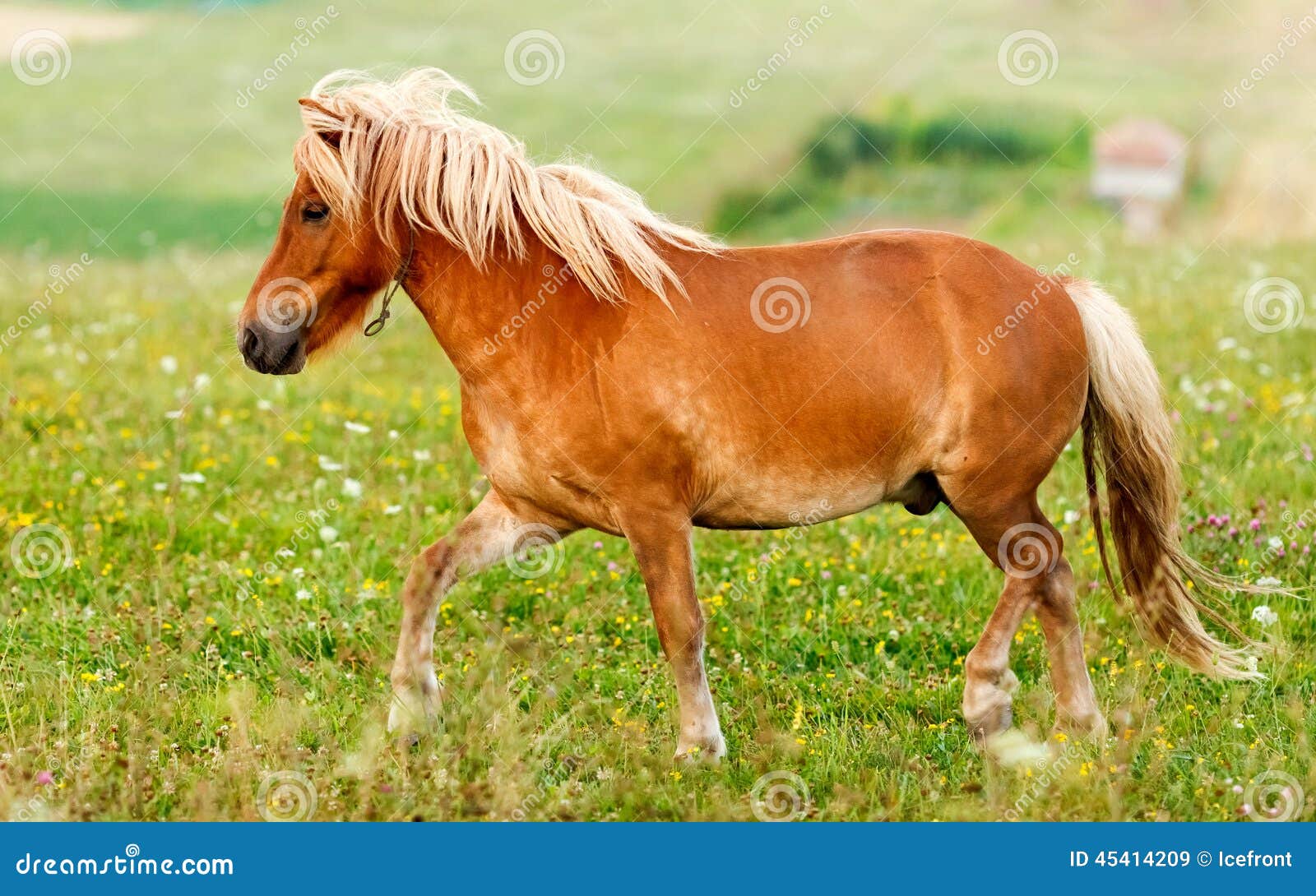 Small Pony Horse (Equus Ferus Caballus) Stock Image - Image of mammal ...