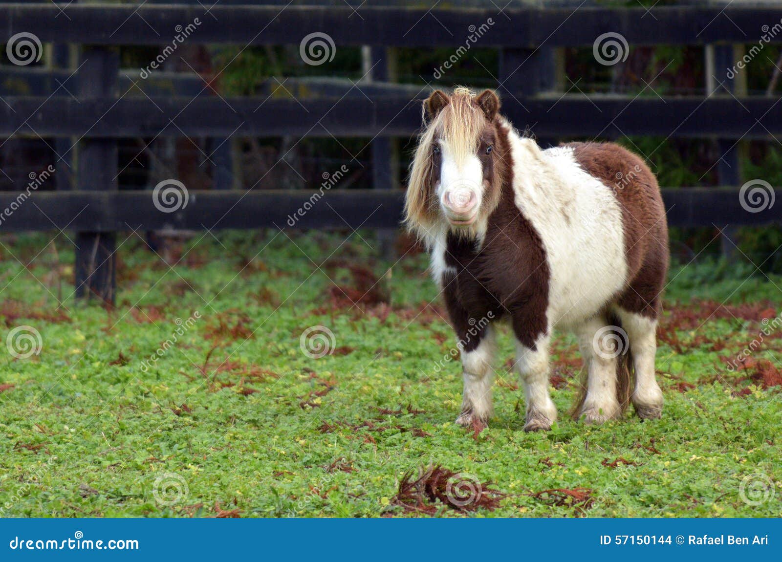 Small Pony horse stock photo. Image of domestic, horse - 57150144