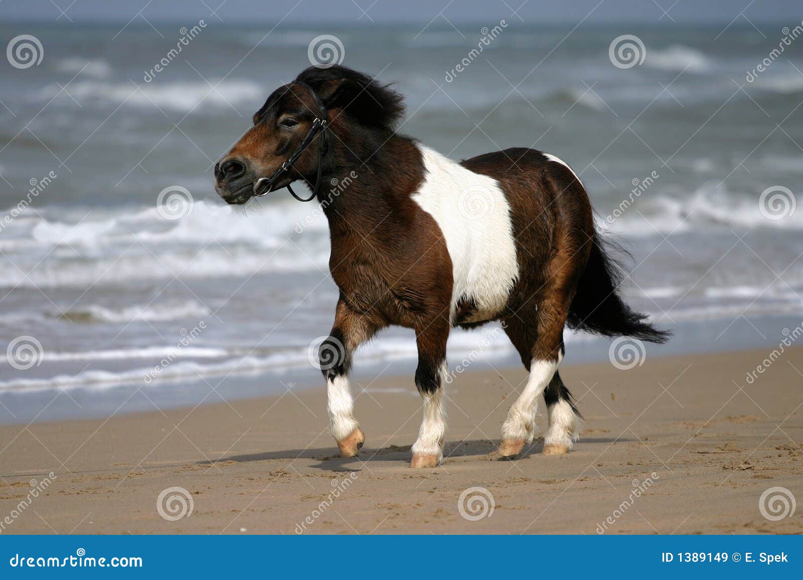 Small pony trotting stock image. Image of shetlander, beach - 1389149