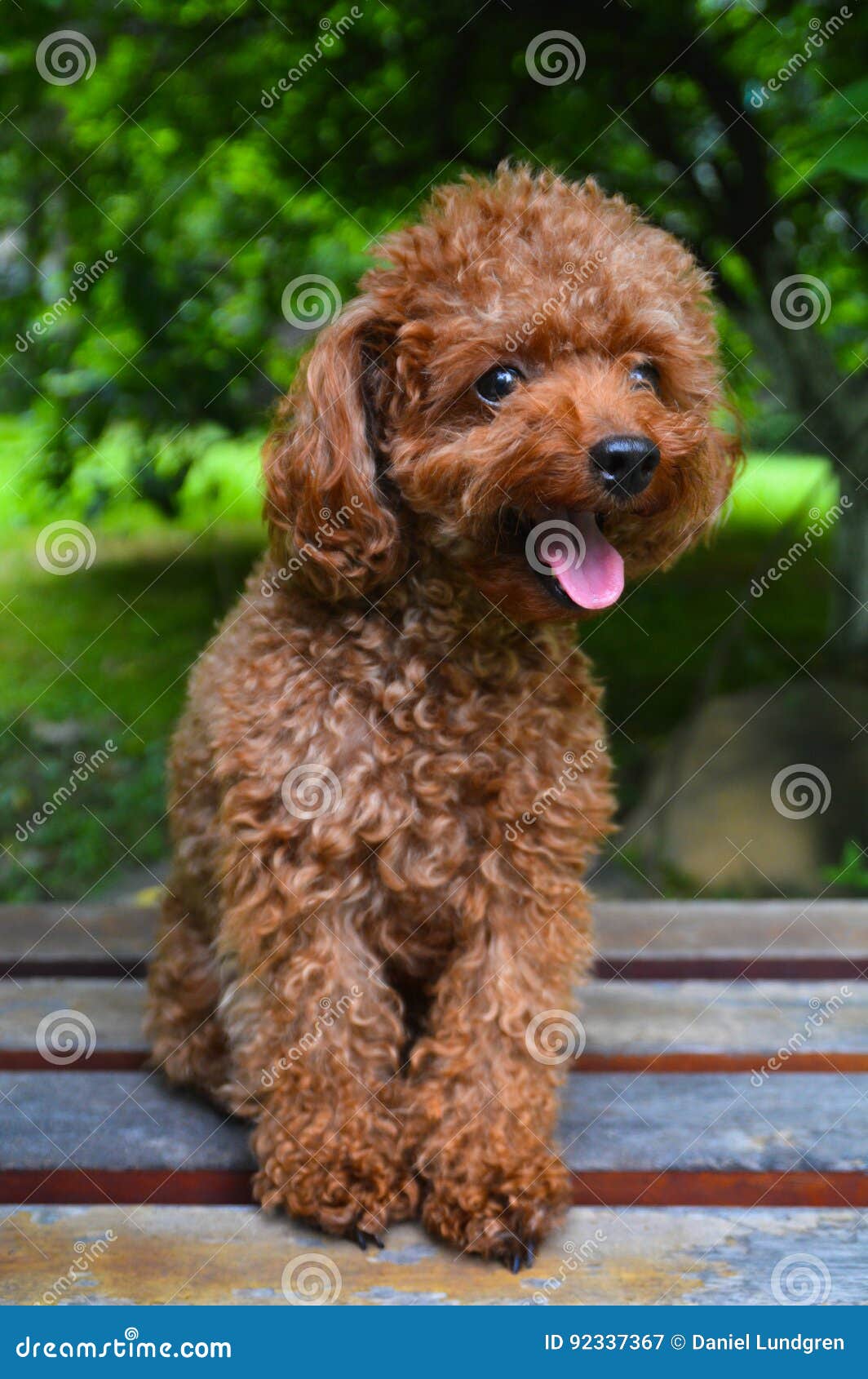 Small Poodle Sitting on Bench Waiting Stock Image - Image of sitting ...