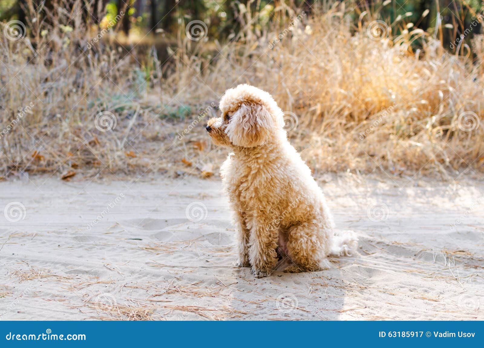 Small Poodle Sitting in the Woods Stock Image - Image of bushes, looks ...