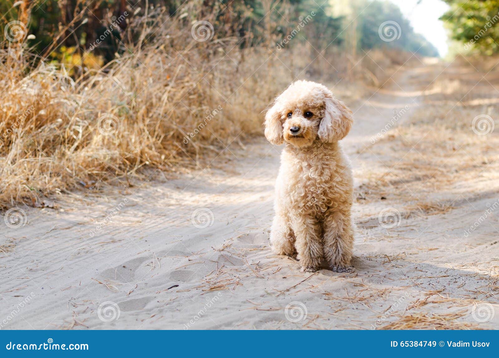 Small Poodle Sitting in the Woods Stock Image - Image of solitude ...