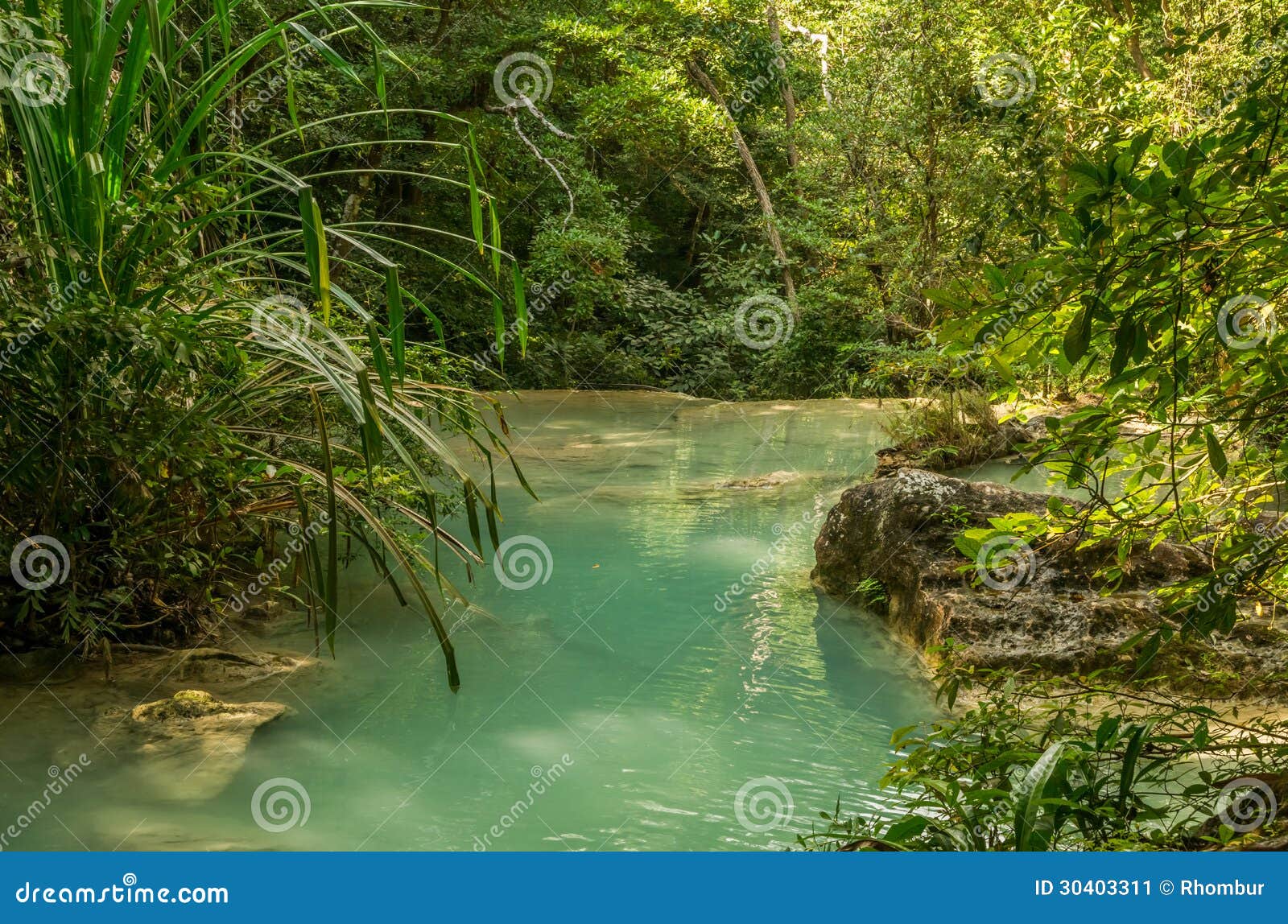Small pool in jungle stock image. Image of national, bush - 30403311