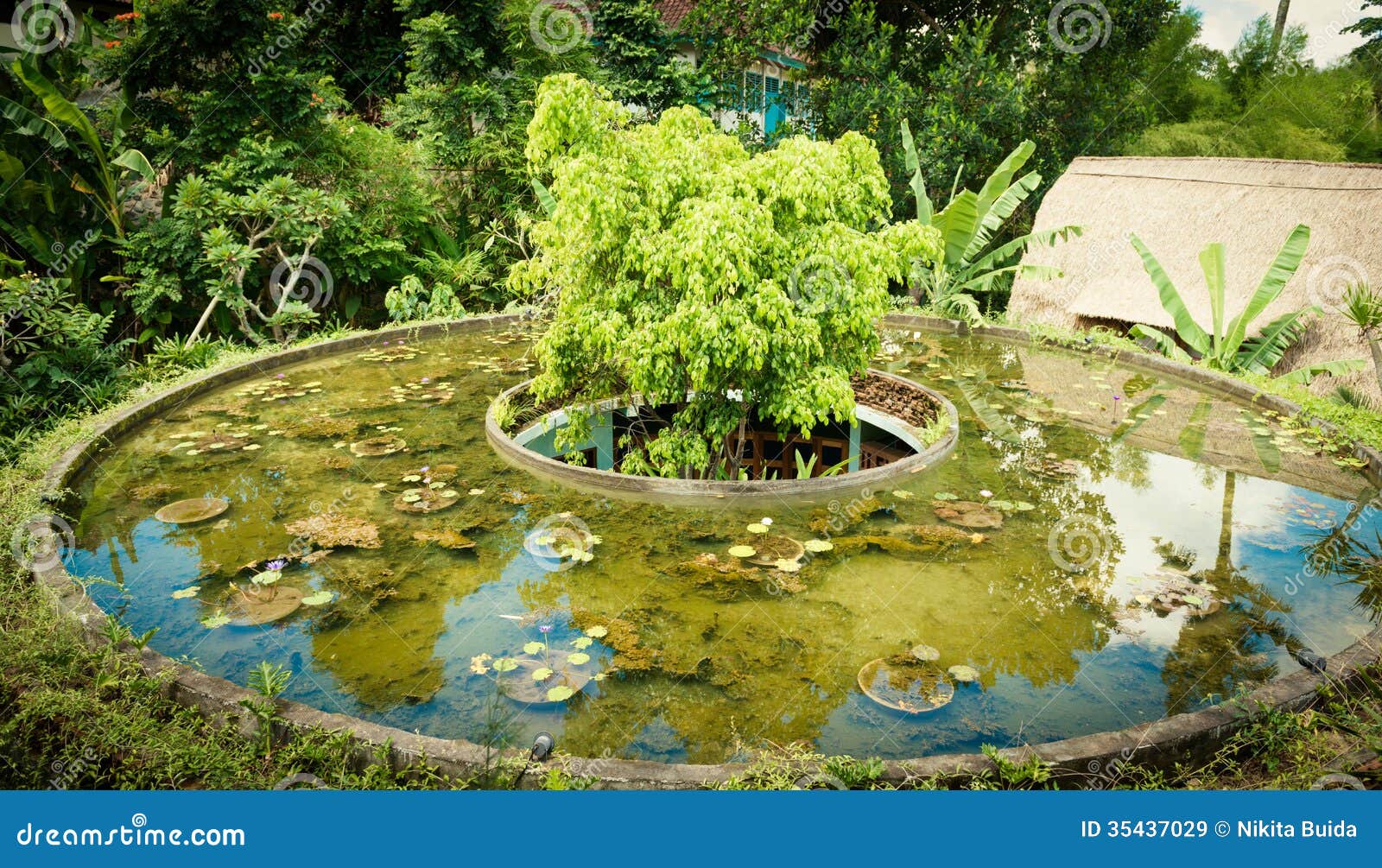 Small Pool with Lotus Flowers Stock Image - Image of morning, leaves ...