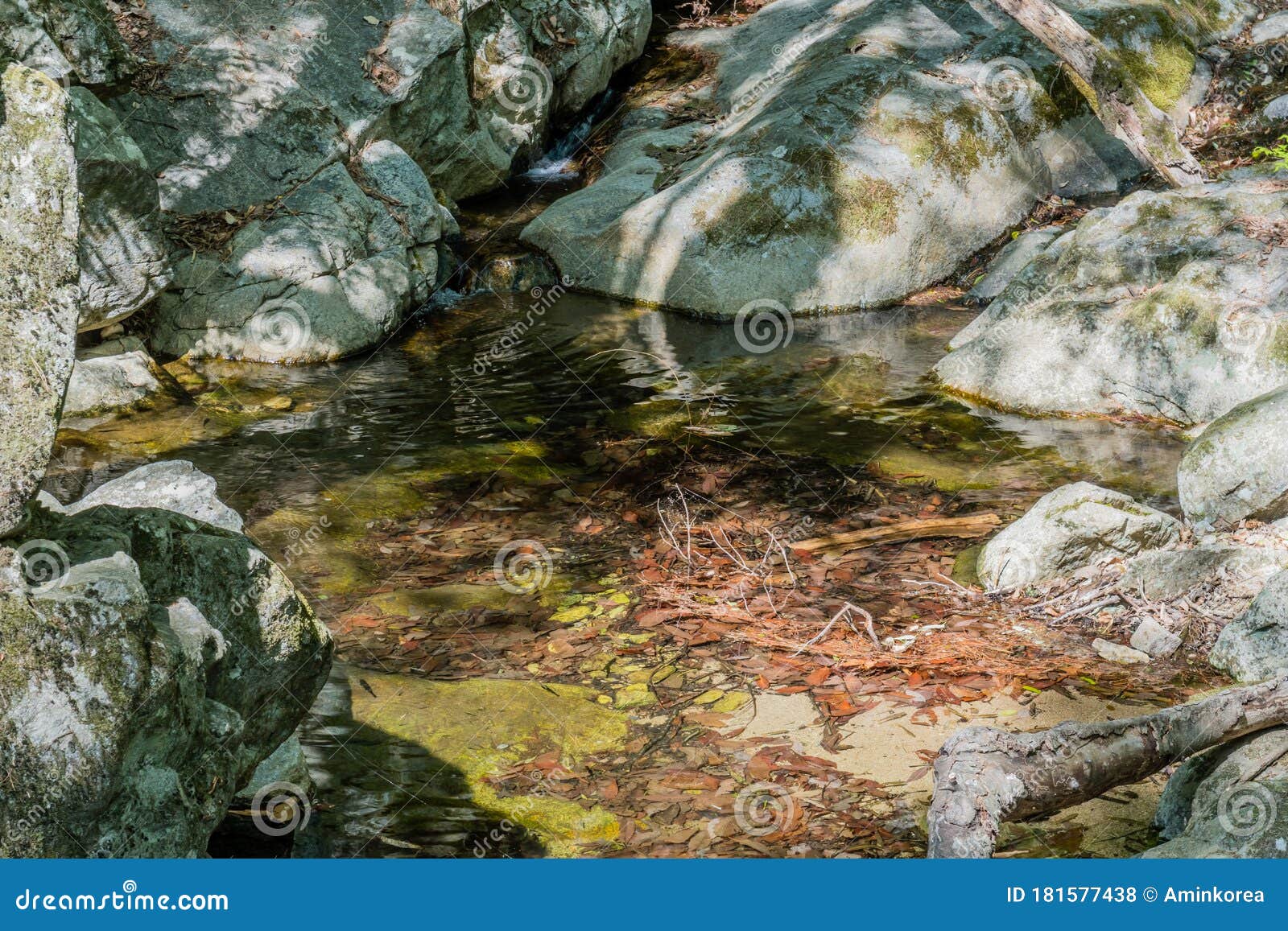 Small pool of river water stock photo. Image of branches - 181577438