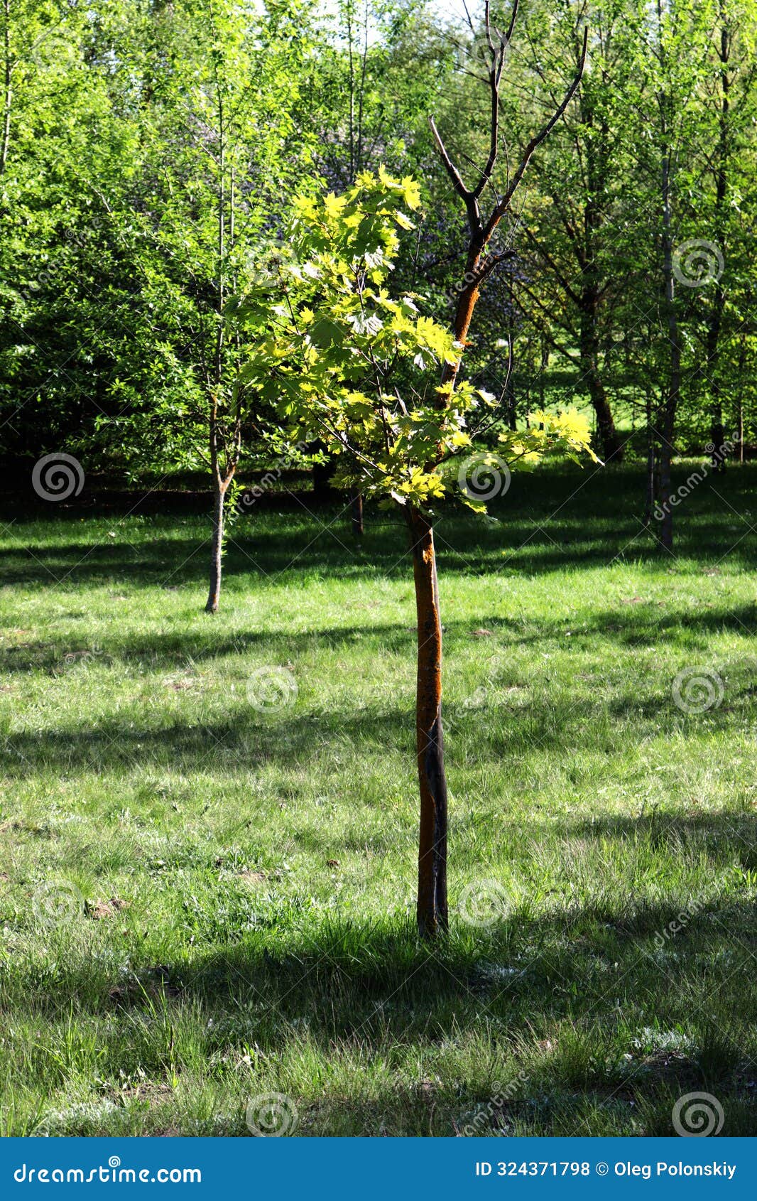 A Small Poorly Growing Tree in the Forest. Stock Photo - Image of ...