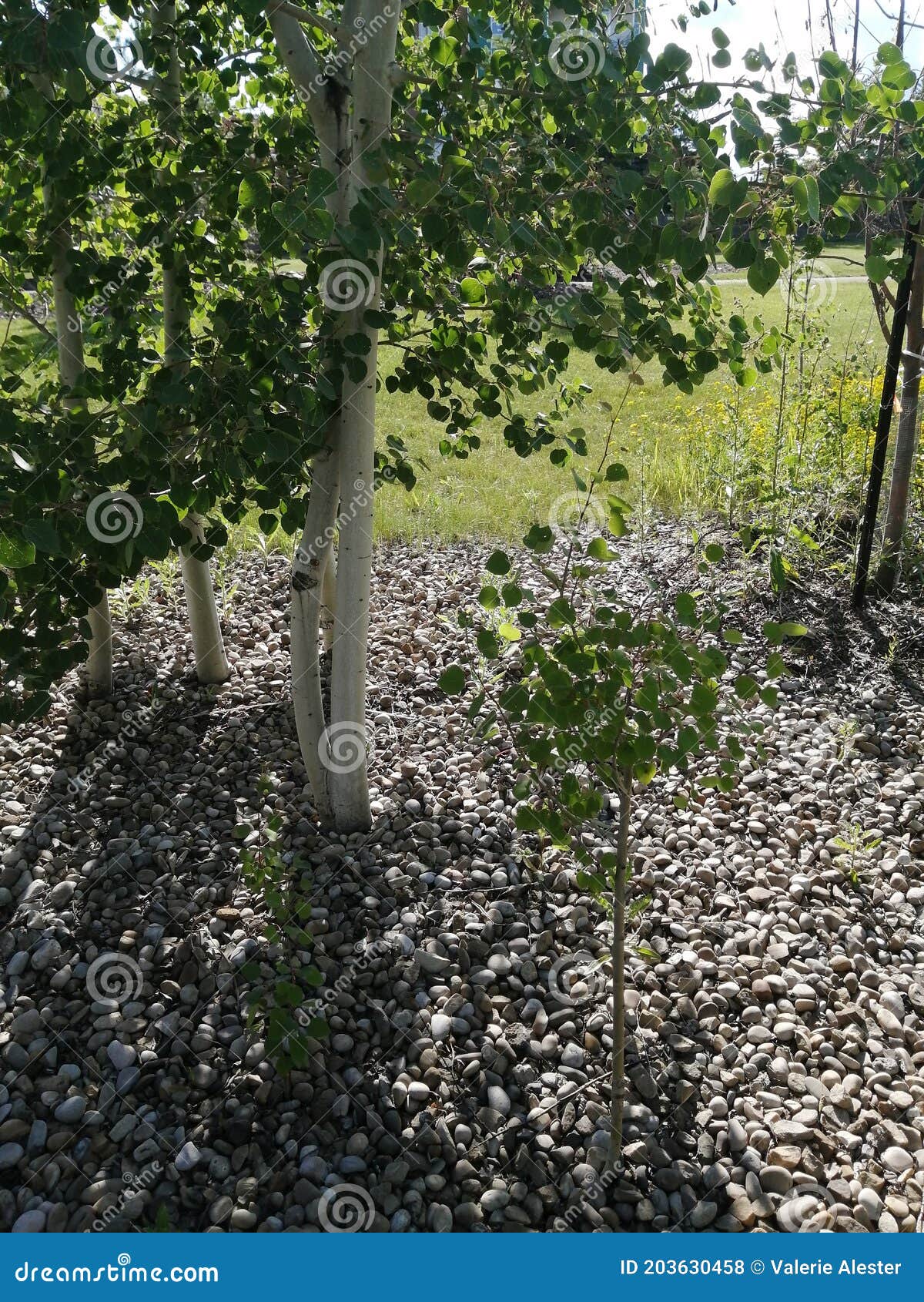 Poplar Seedling and Grown Poplar Stock Photo - Image of woodland, small ...