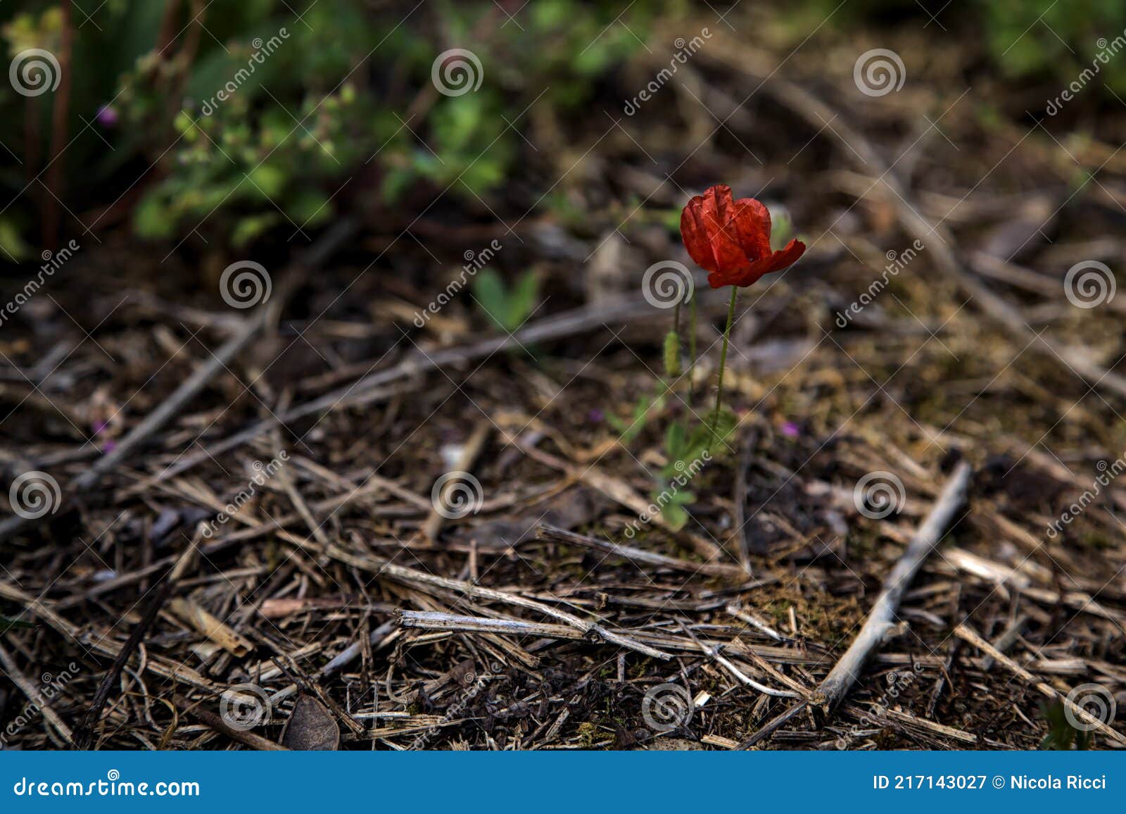 Small Poppy that Grows on the Concrete Surrounded by Withered Grass ...